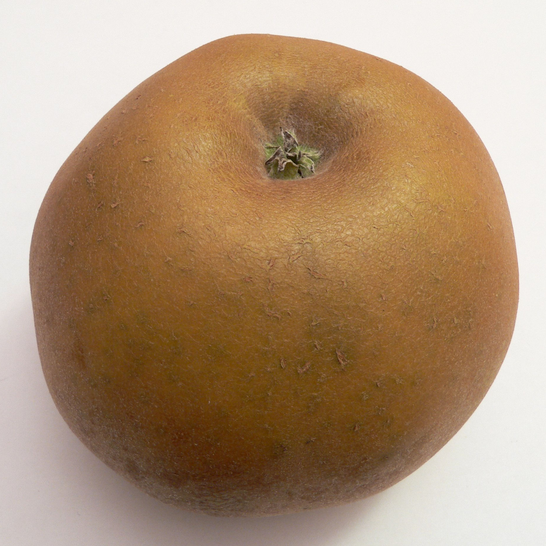 Apple tree 'Reinette grise du Canada' : buy Apple tree 'Reinette grise ...