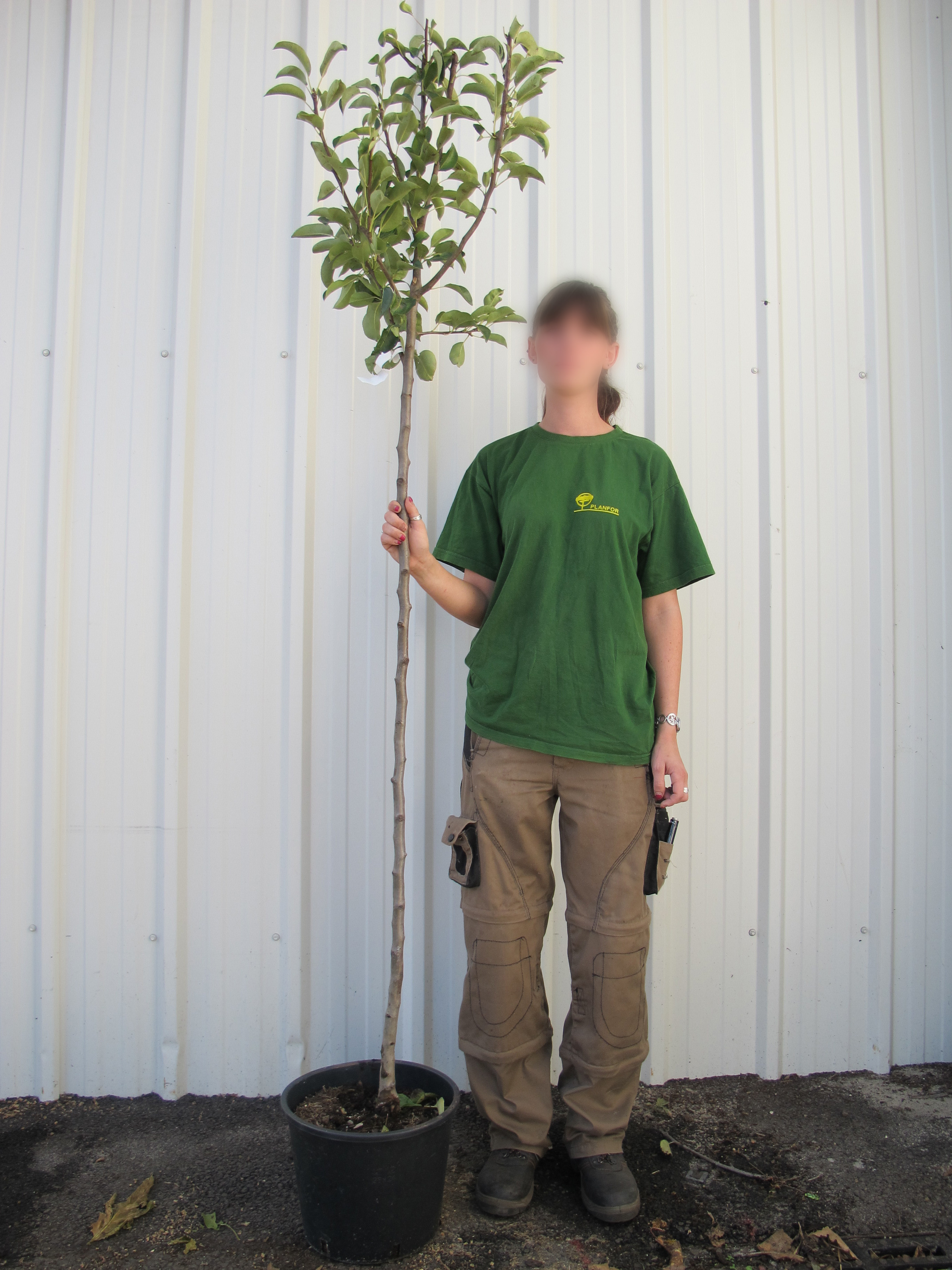 Pear tree 'Doctor Jules Guyot' : buy Pear tree 'Doctor Jules Guyot ...