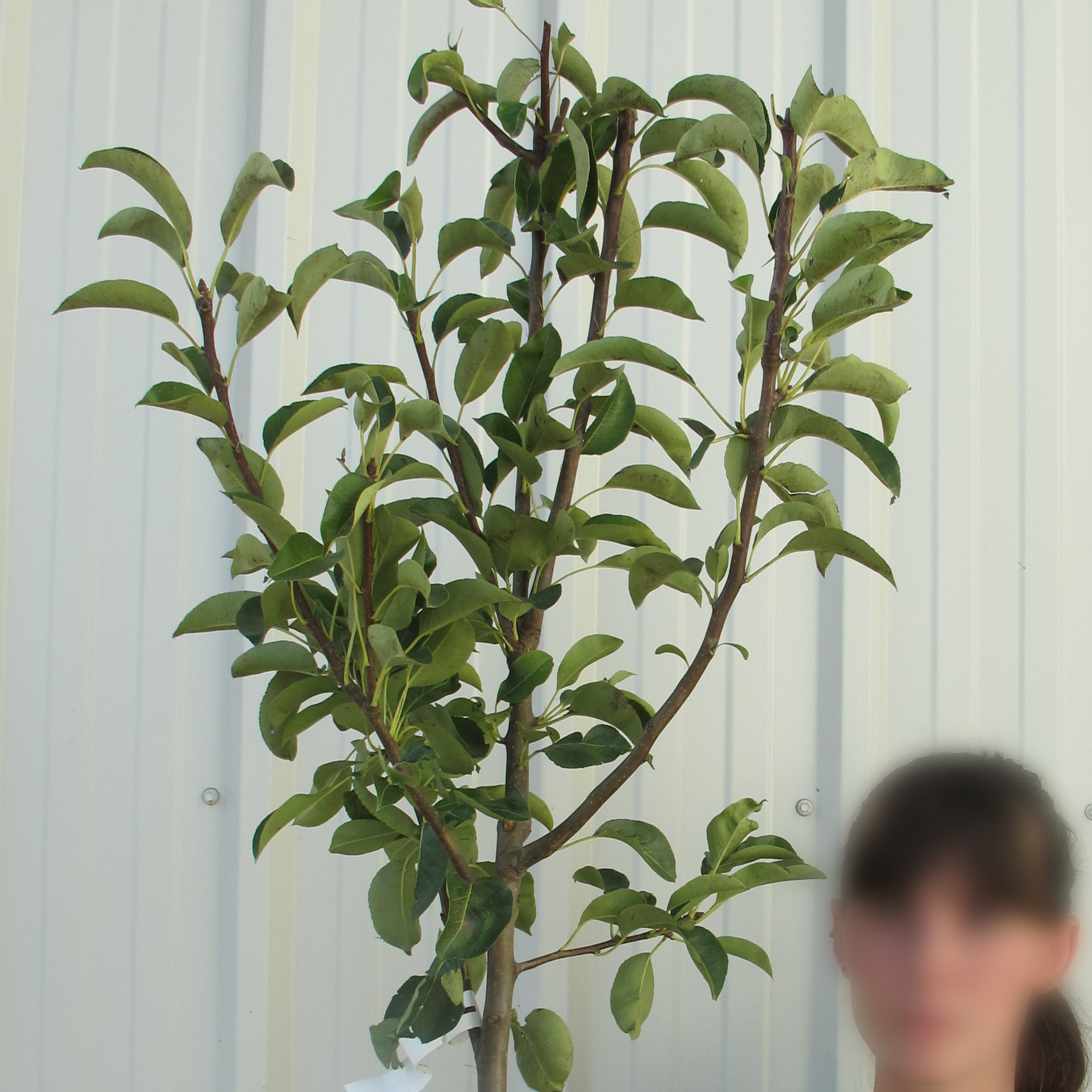 Pear tree 'Doctor Jules Guyot' : buy Pear tree 'Doctor Jules Guyot ...