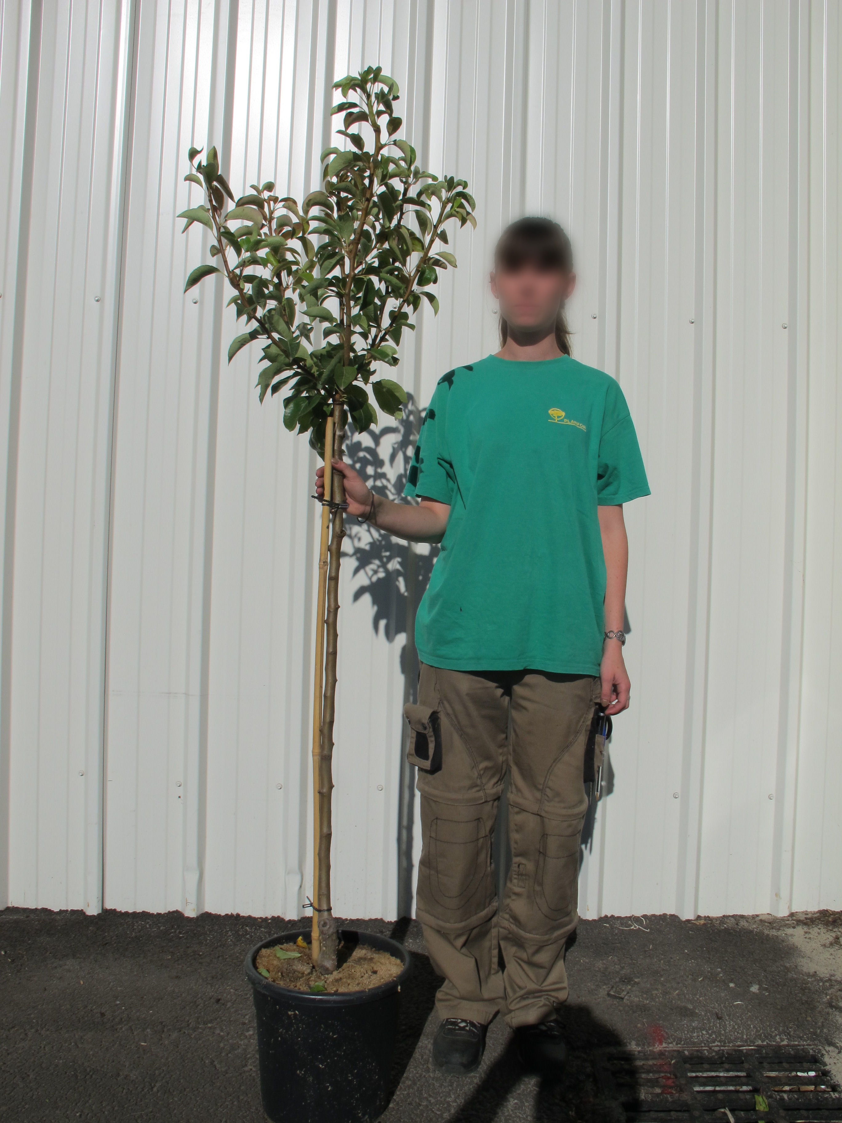 Pear tree 'Williams' : buy Pear tree 'Williams' / Pyrus communis Williams