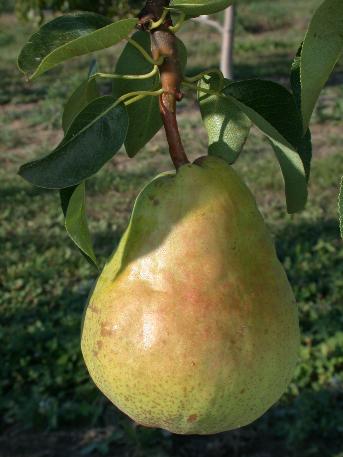 Pear tree 'Williams' : buy Pear tree 'Williams' / Pyrus communis Williams