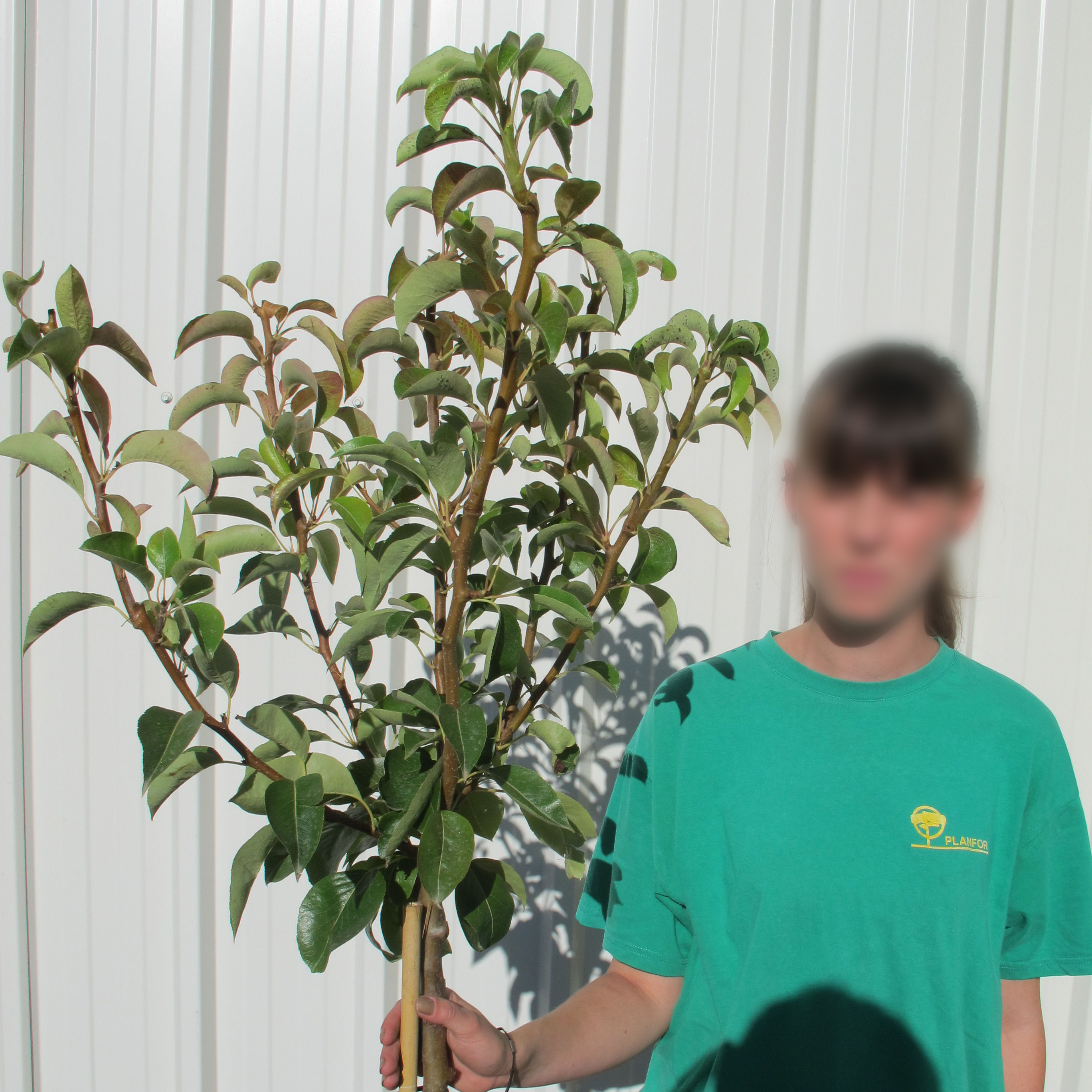 Pear tree 'Williams' : buy Pear tree 'Williams' / Pyrus communis Williams