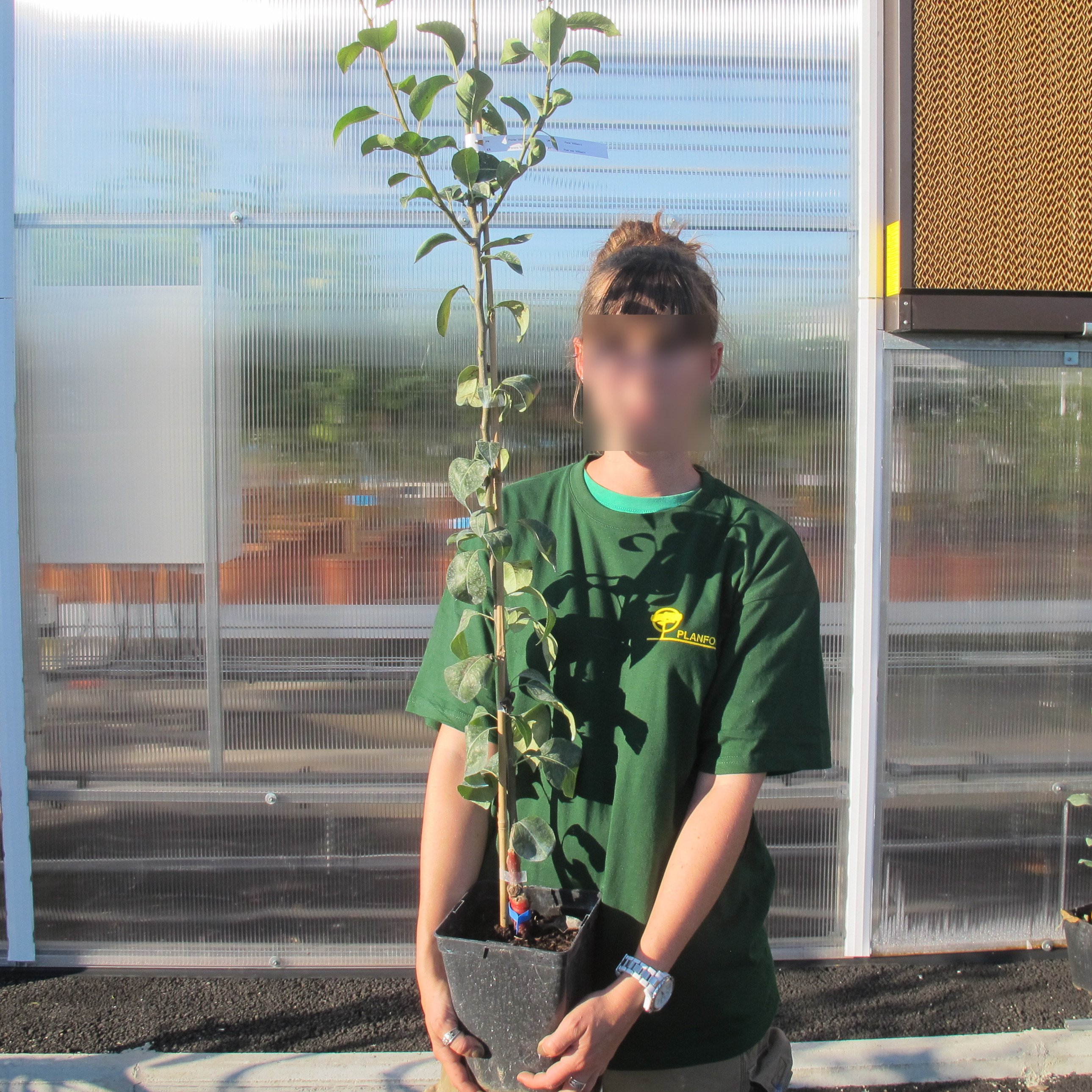 Pear tree 'Williams' : buy Pear tree 'Williams' / Pyrus communis Williams