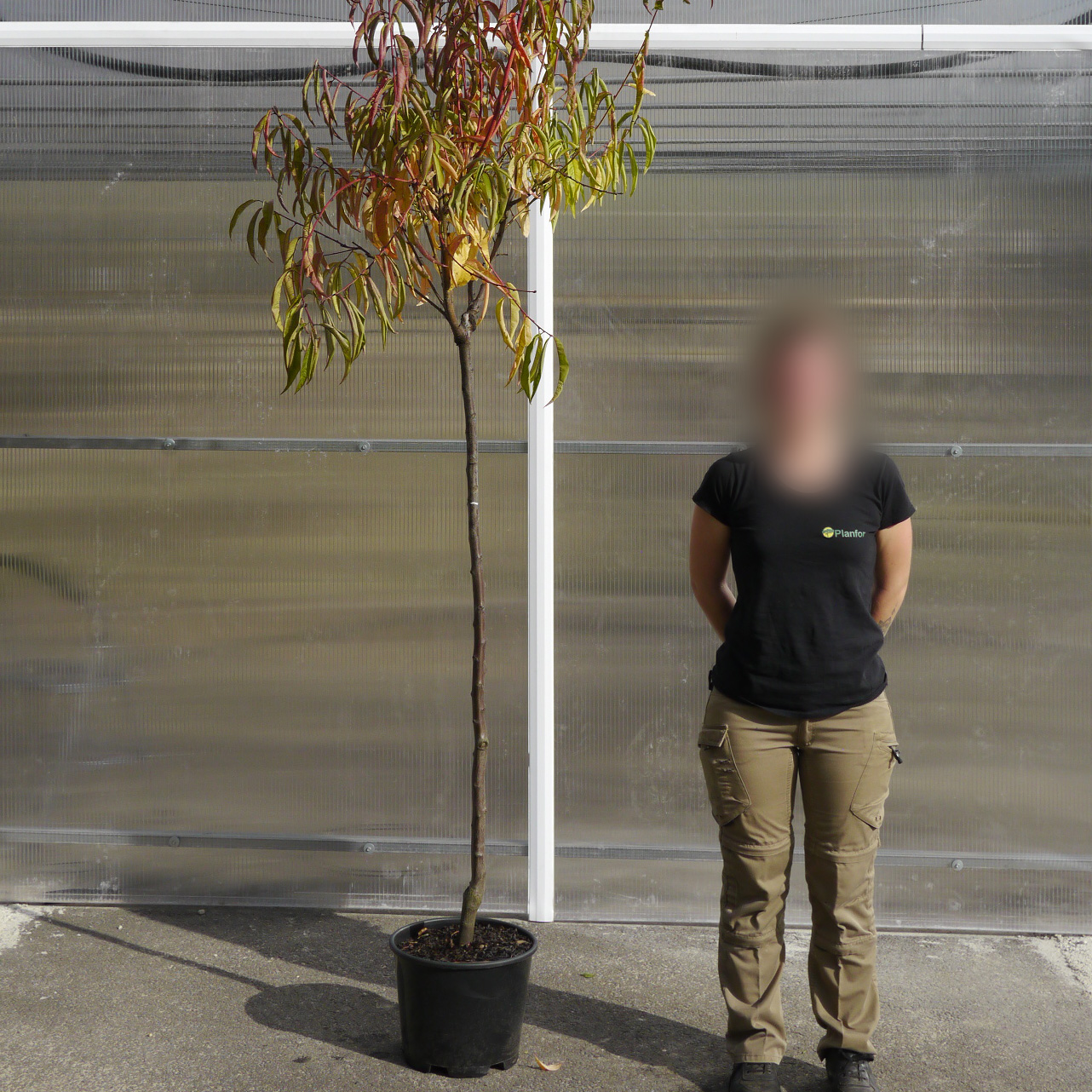 Nectarine tree with white flesh : buy Nectarine tree with white flesh ...