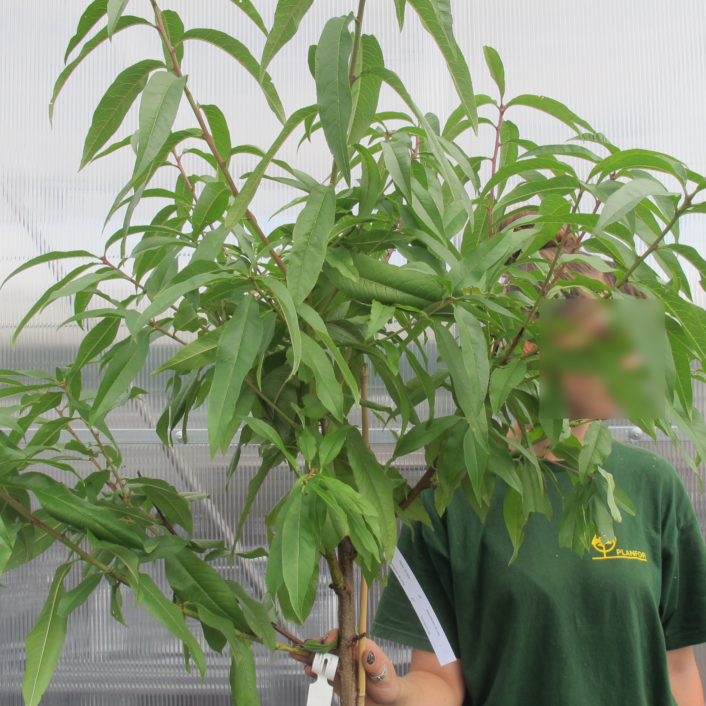 Vine peach tree with white flesh : buy Vine peach tree with white flesh ...