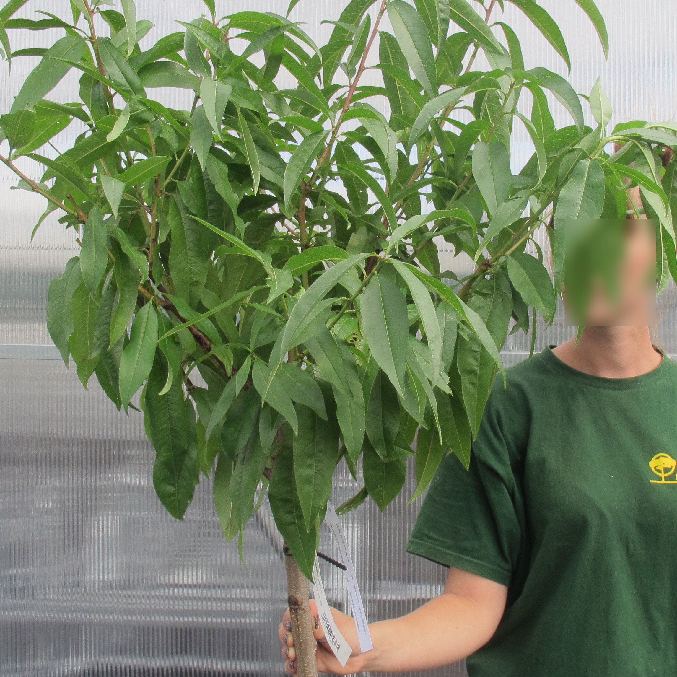 Vine peach tree with white flesh : buy Vine peach tree with white flesh ...