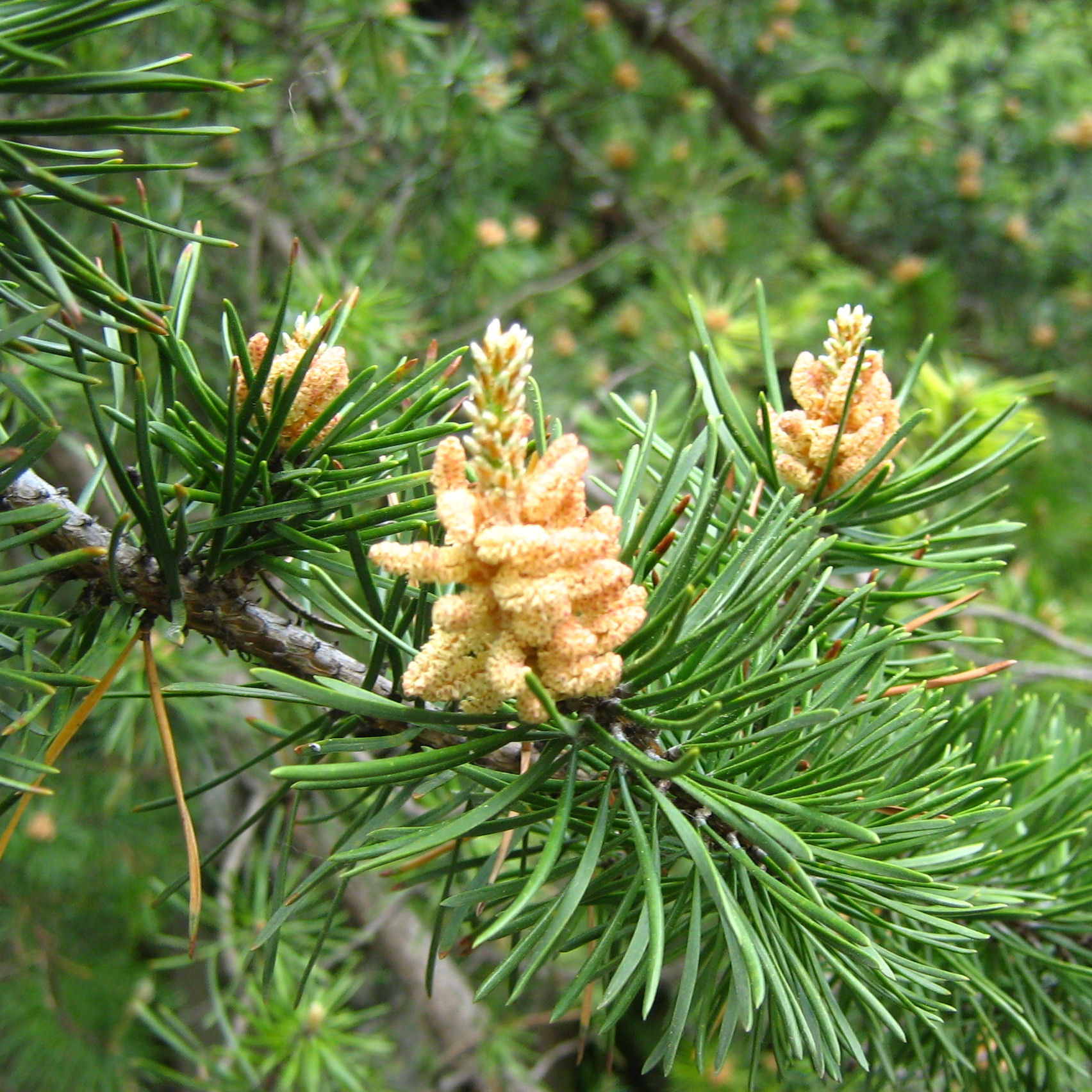 Pine, Jack : buy Pine, Jack / Pinus banksiana