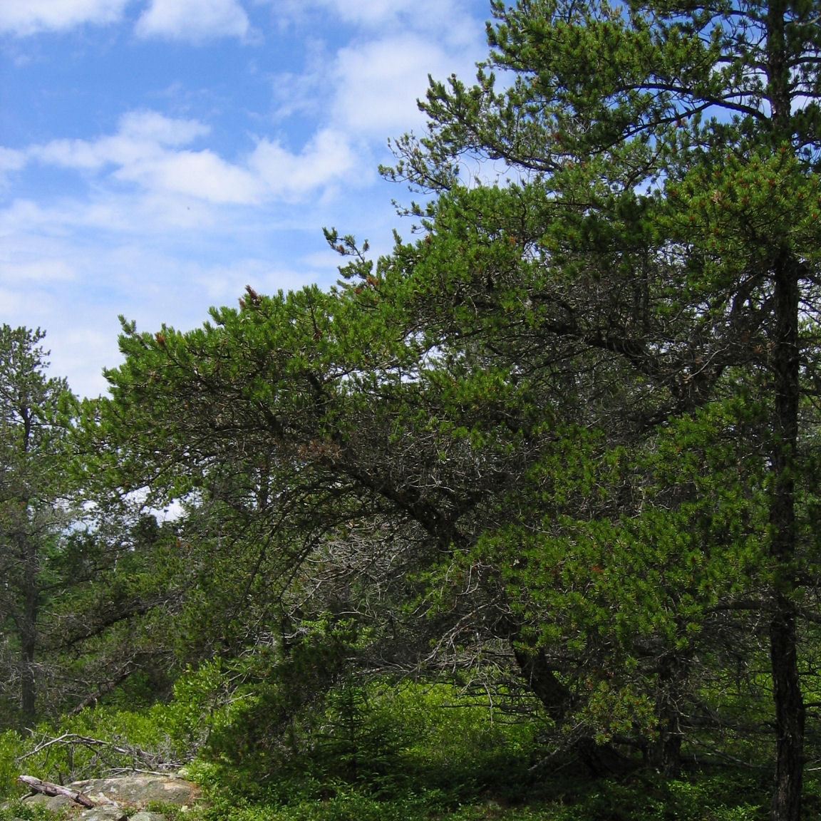 Pine, Jack : buy Pine, Jack / Pinus banksiana