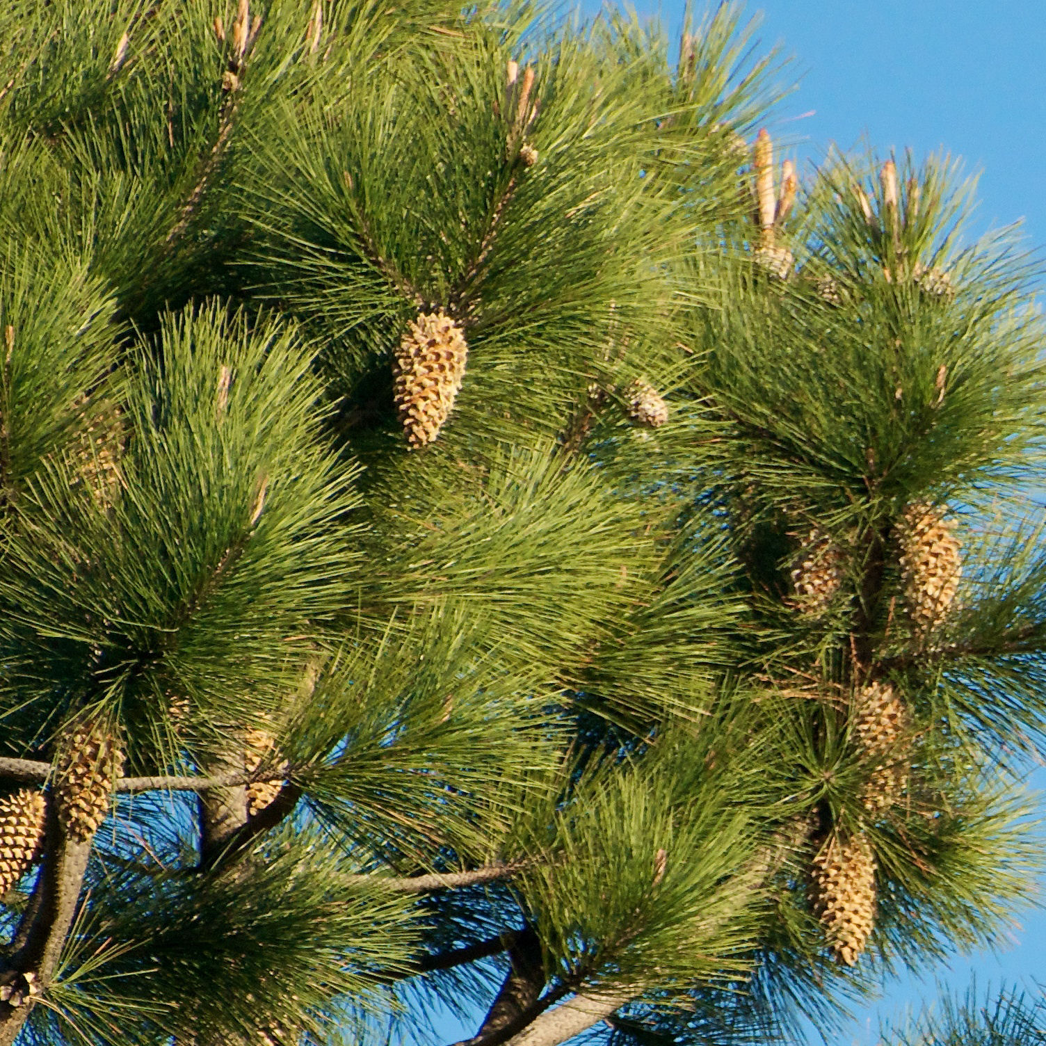 Pine, Coulter : buy Pine, Coulter / Pinus coulteri