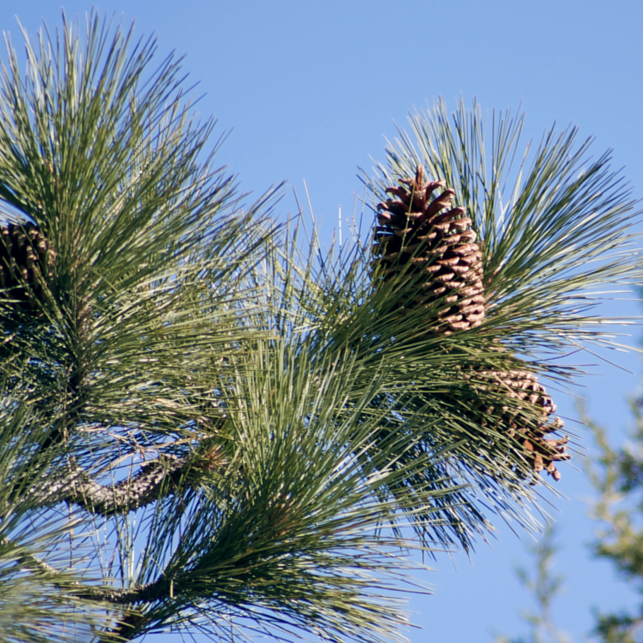 Pine, Jeffrey : buy Pine, Jeffrey / Pinus jeffreyi