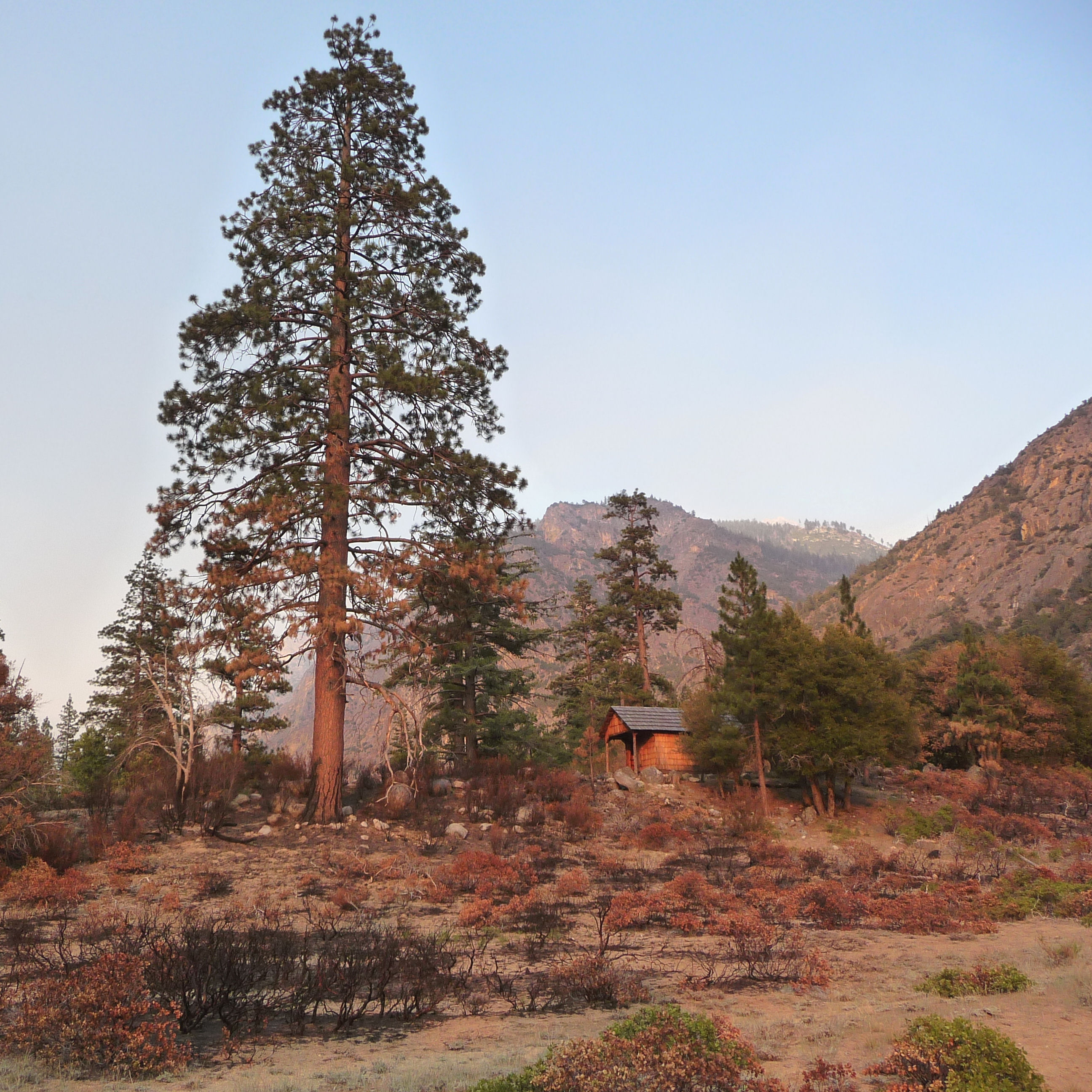 Pine, Jeffrey : buy Pine, Jeffrey / Pinus jeffreyi