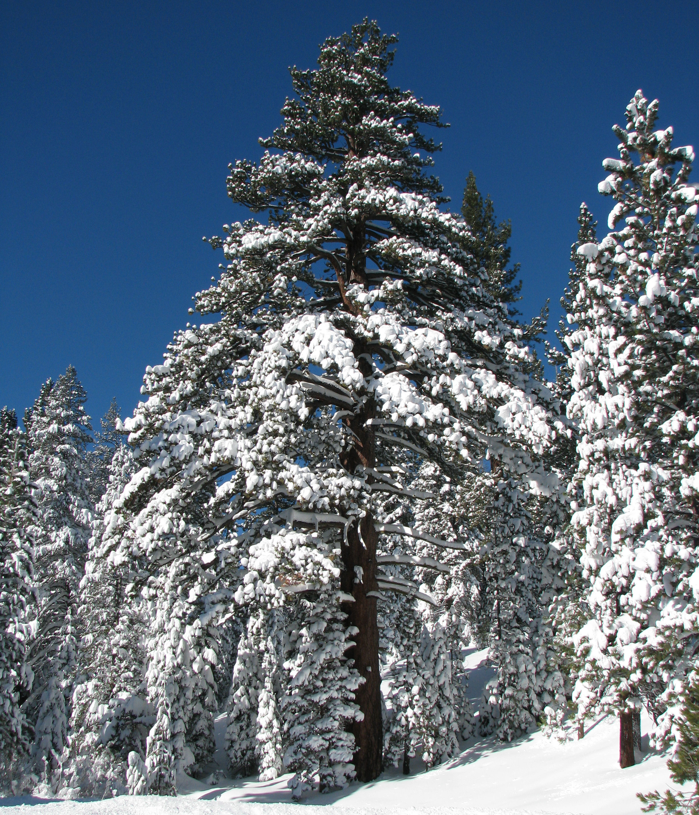 Pine, Jeffrey : buy Pine, Jeffrey / Pinus jeffreyi