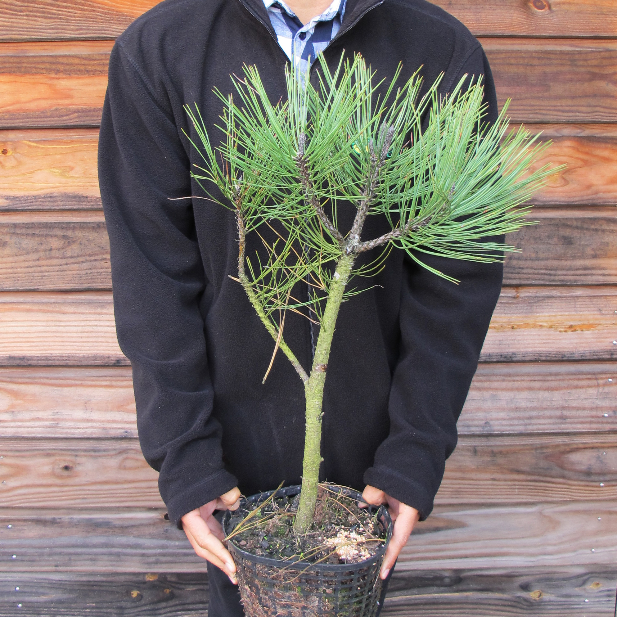 Pine, Jeffrey : buy Pine, Jeffrey / Pinus jeffreyi