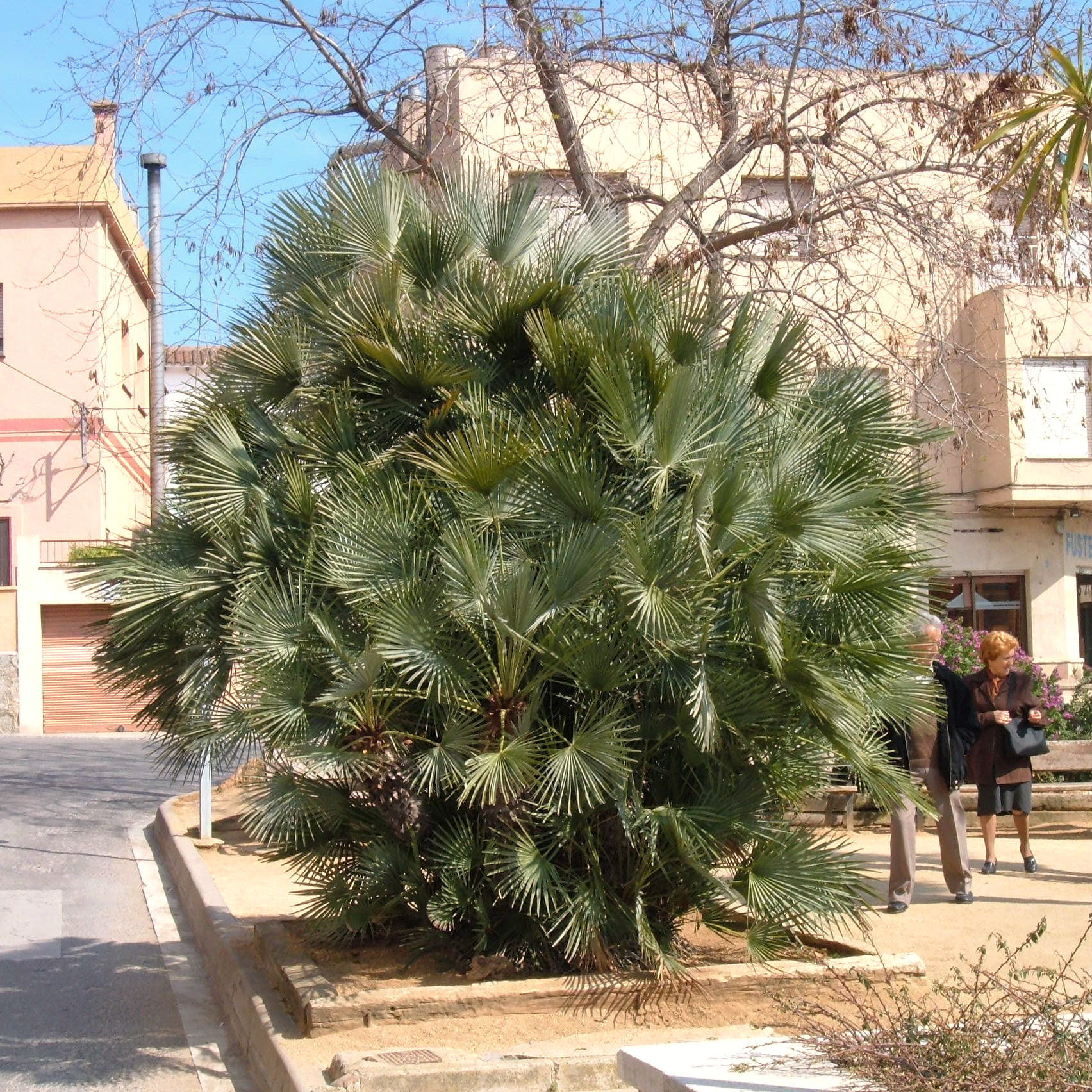 Palm, Dwarf fan : buy Palm, Dwarf fan / Chamaerops humilis
