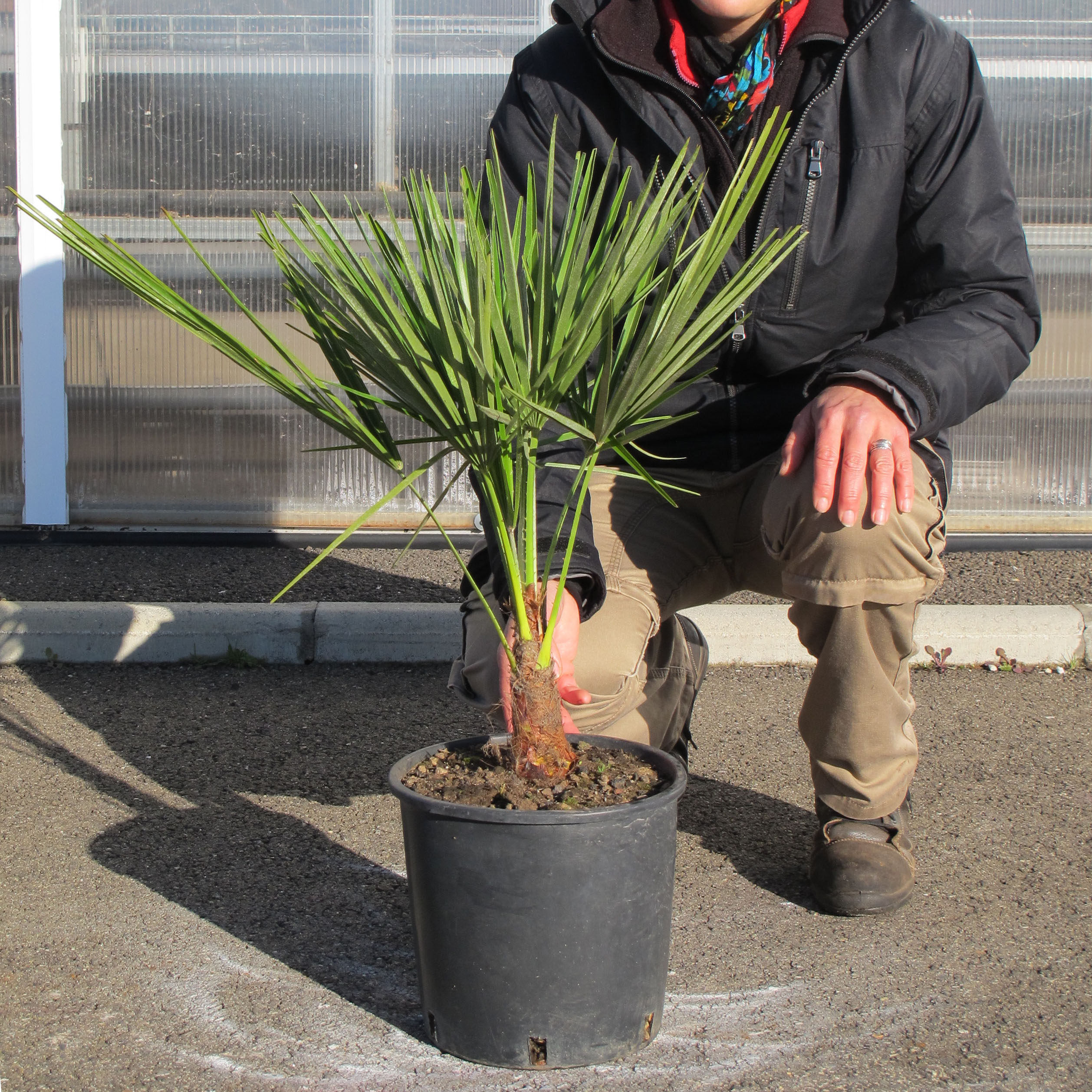 Palm, Dwarf fan : buy Palm, Dwarf fan / Chamaerops humilis