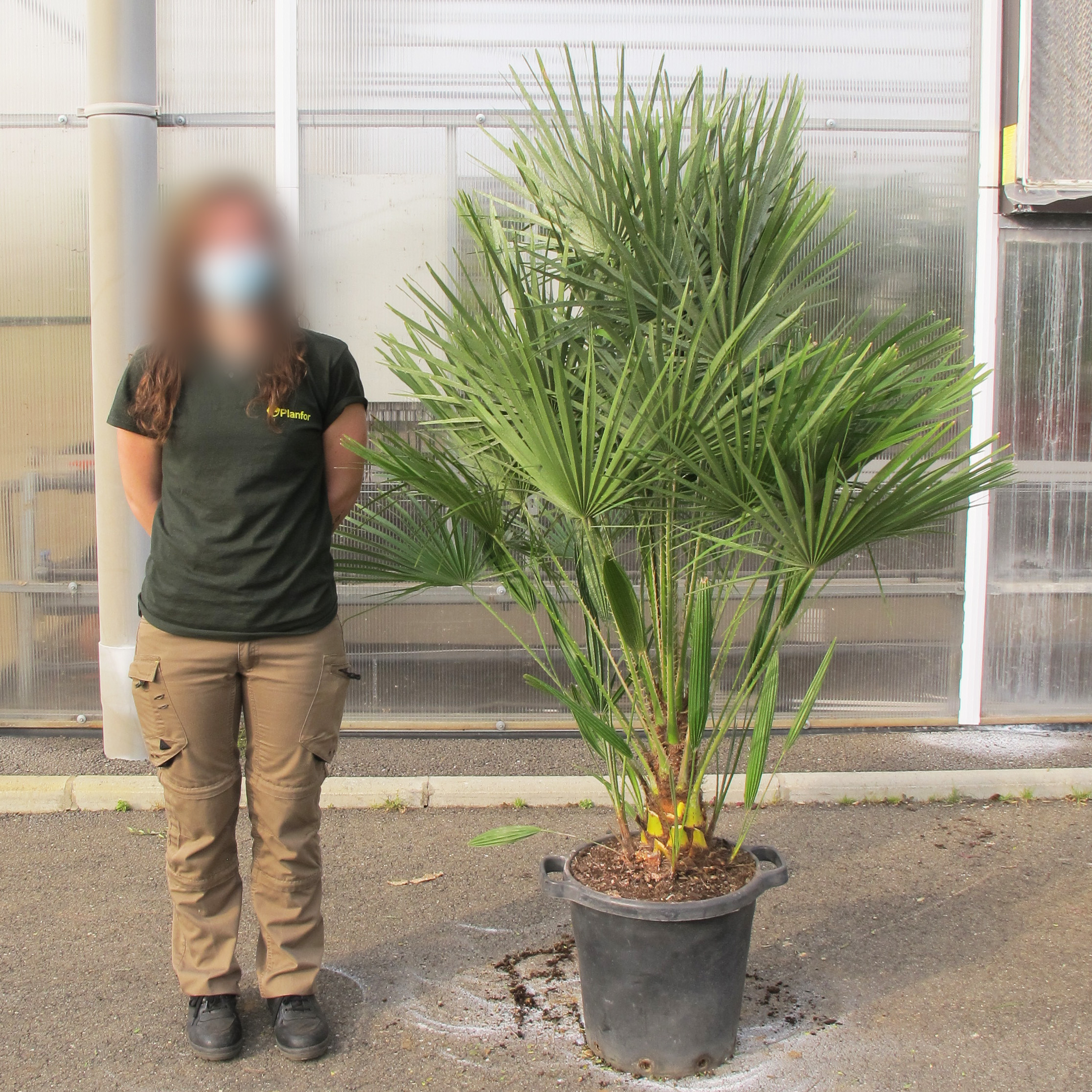 Palm, Dwarf fan : buy Palm, Dwarf fan / Chamaerops humilis