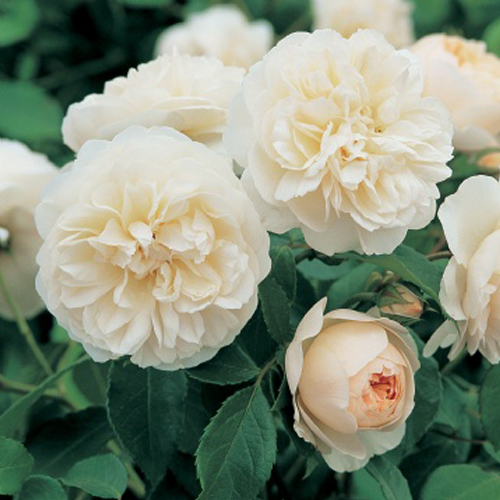 Rose 'Lichfield Angel' : buy Rose 'Lichfield Angel' / Rosa Lichfield Angel