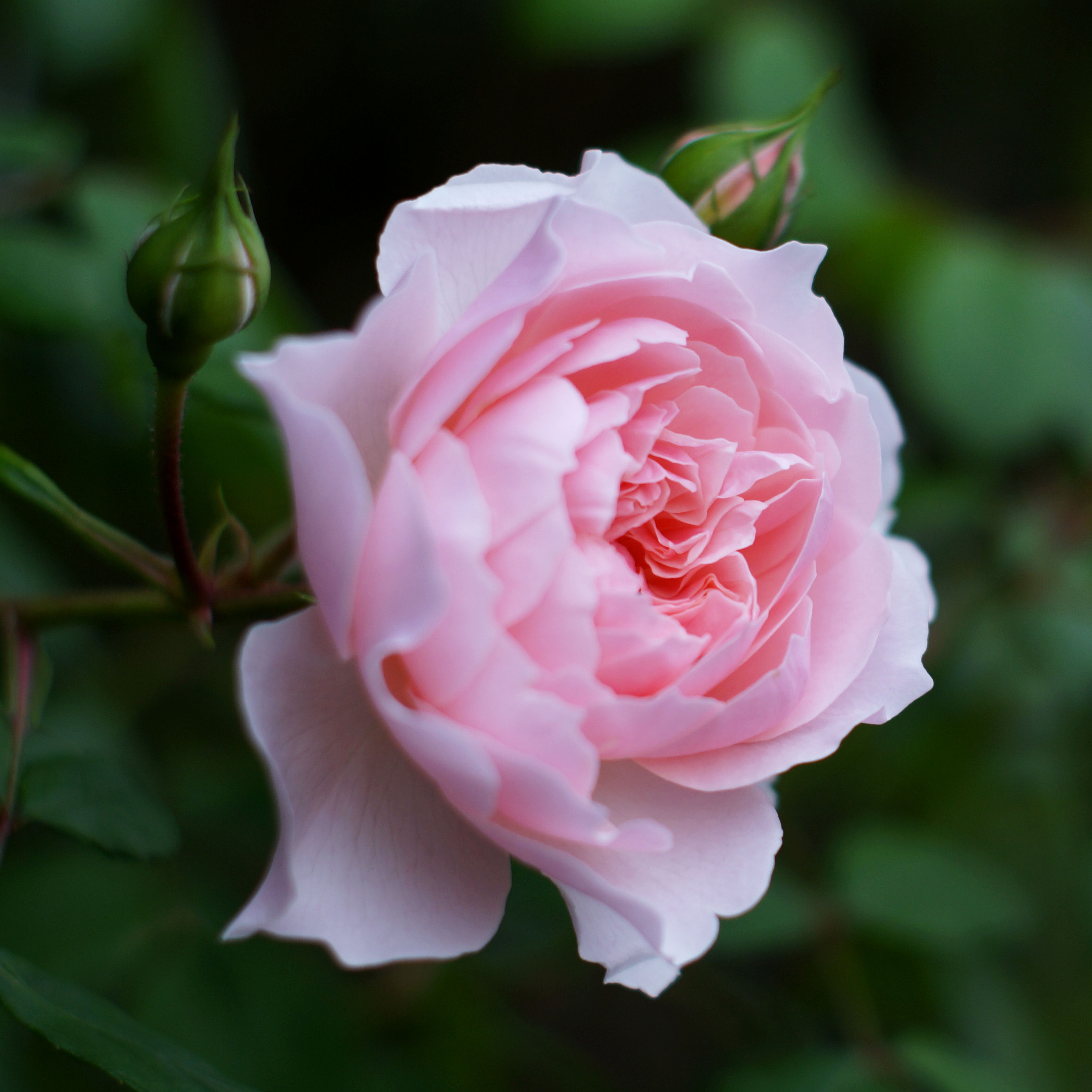 Rose 'Wisley 2008' : buy Rose 'Wisley 2008' / Rosa Wisley 2008