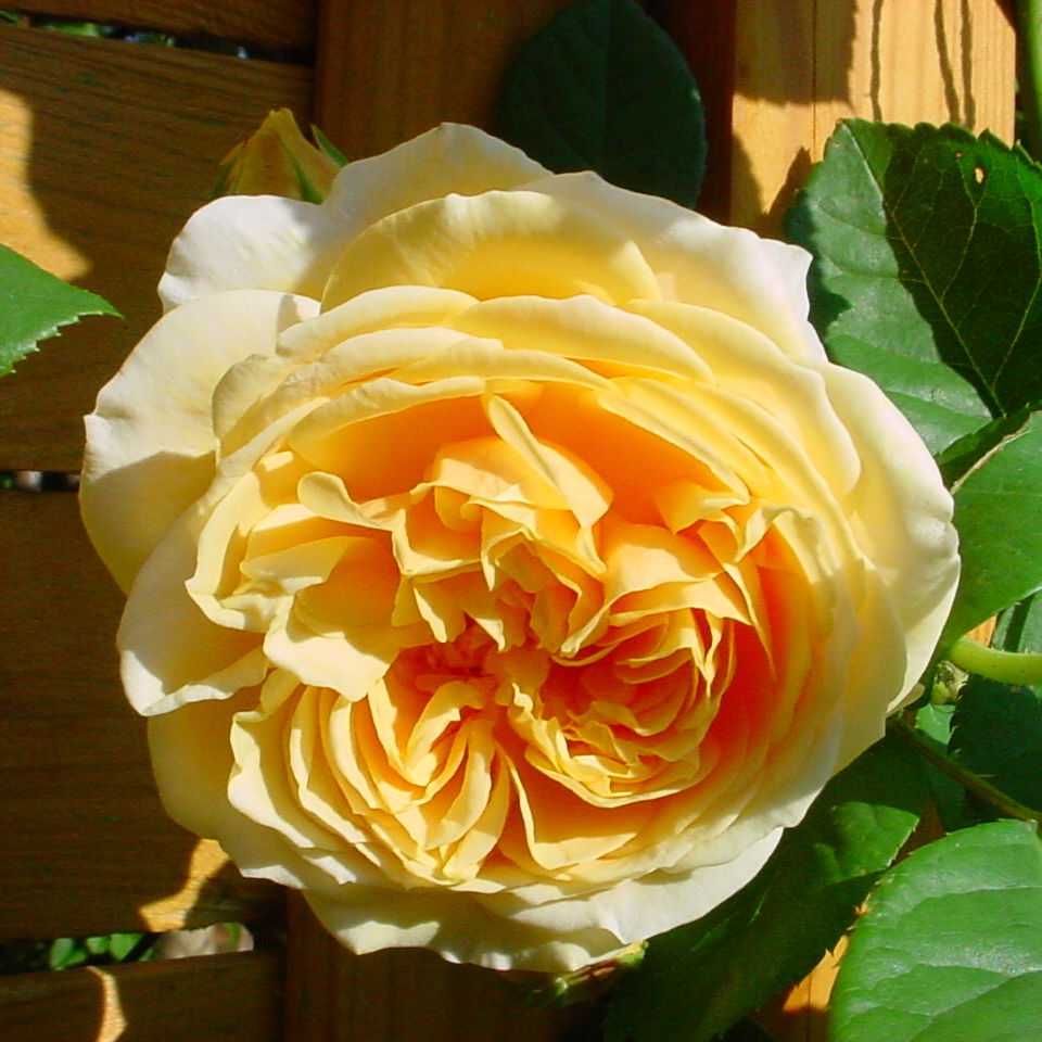 Rose 'Teasing Georgia' : buy Rose 'Teasing Georgia' / Rosa Teasing Georgia