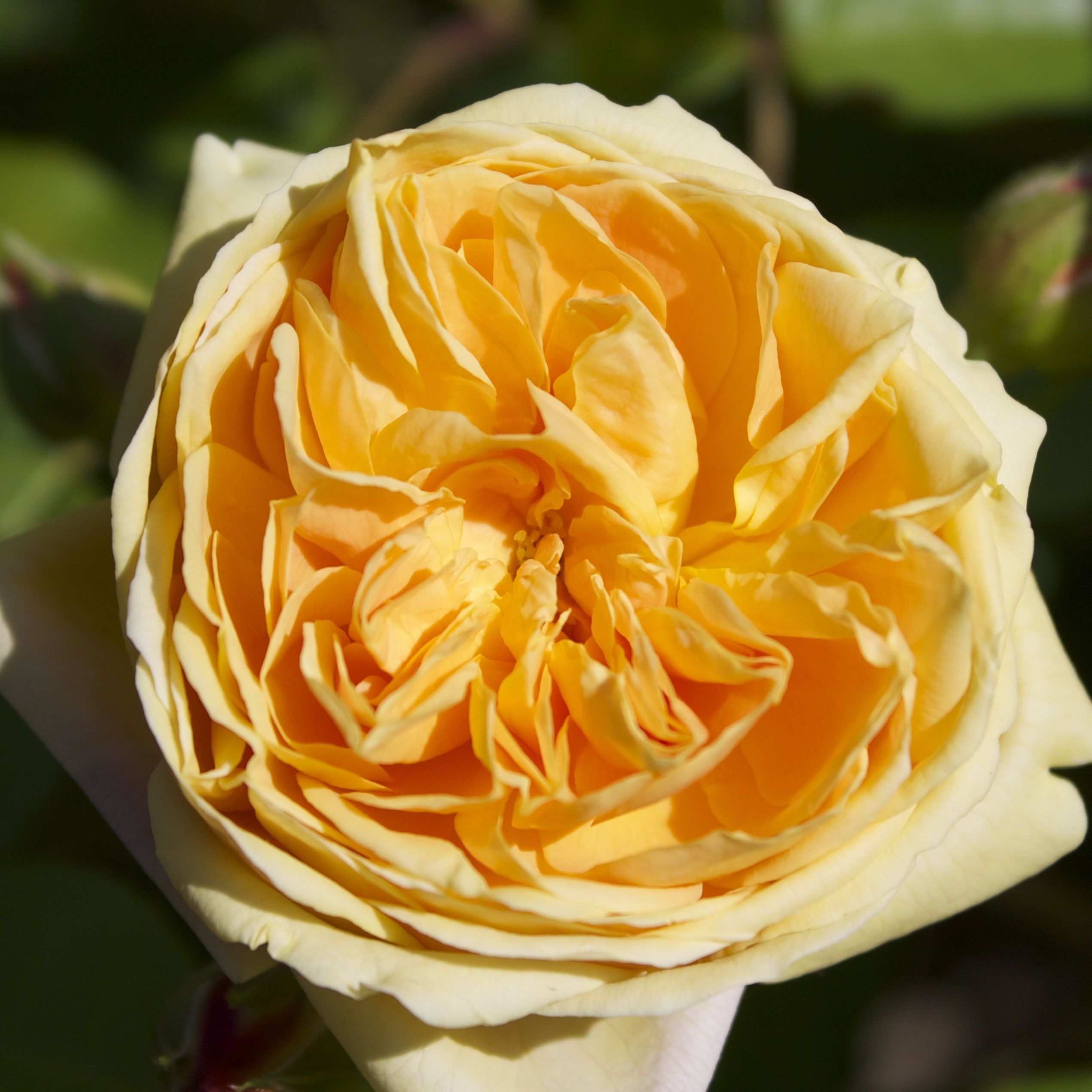 Rose 'Teasing Georgia' : buy Rose 'Teasing Georgia' / Rosa Teasing Georgia