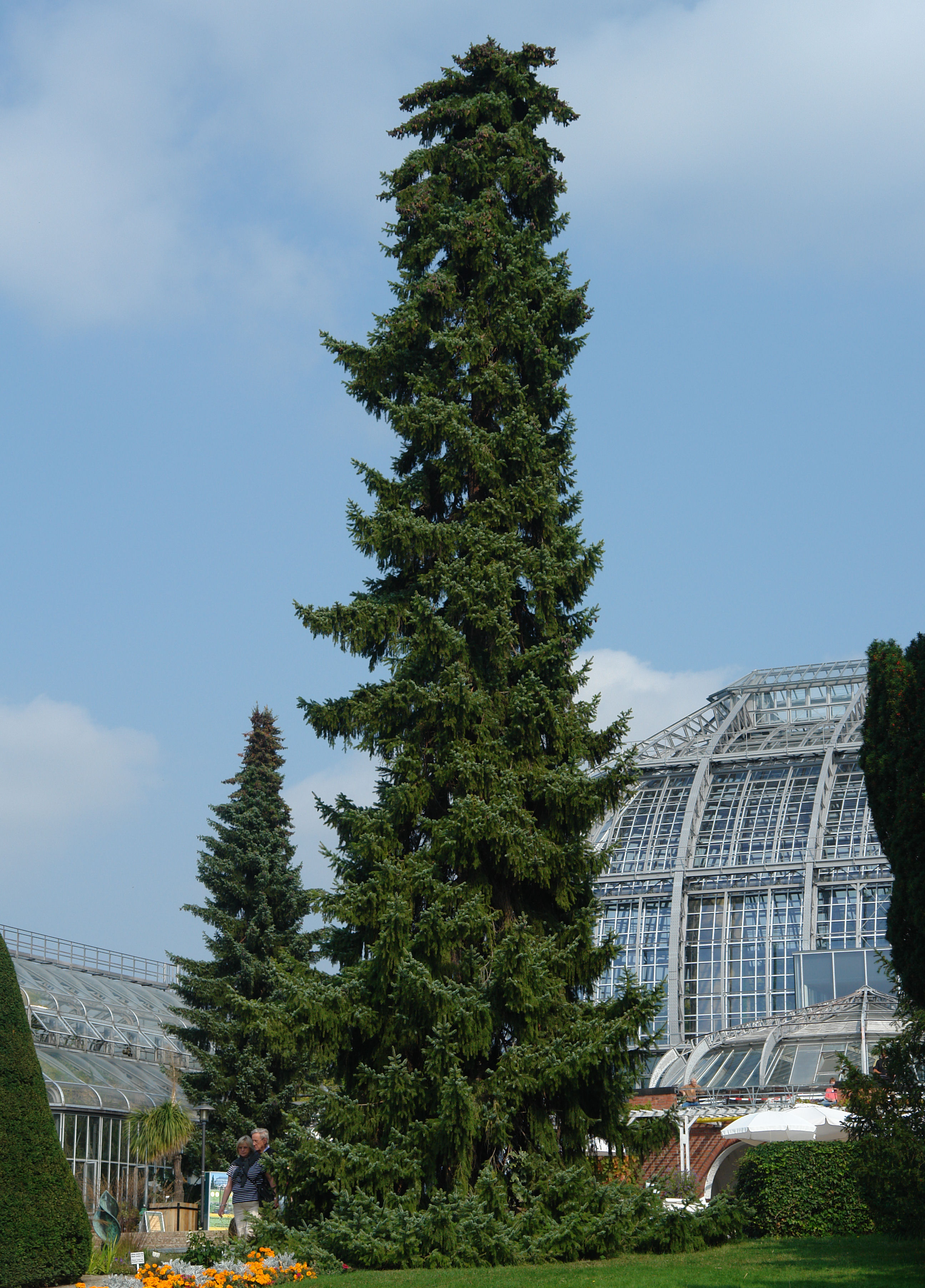 Spruce, Serbian : buy Spruce, Serbian / Picea Omorika
