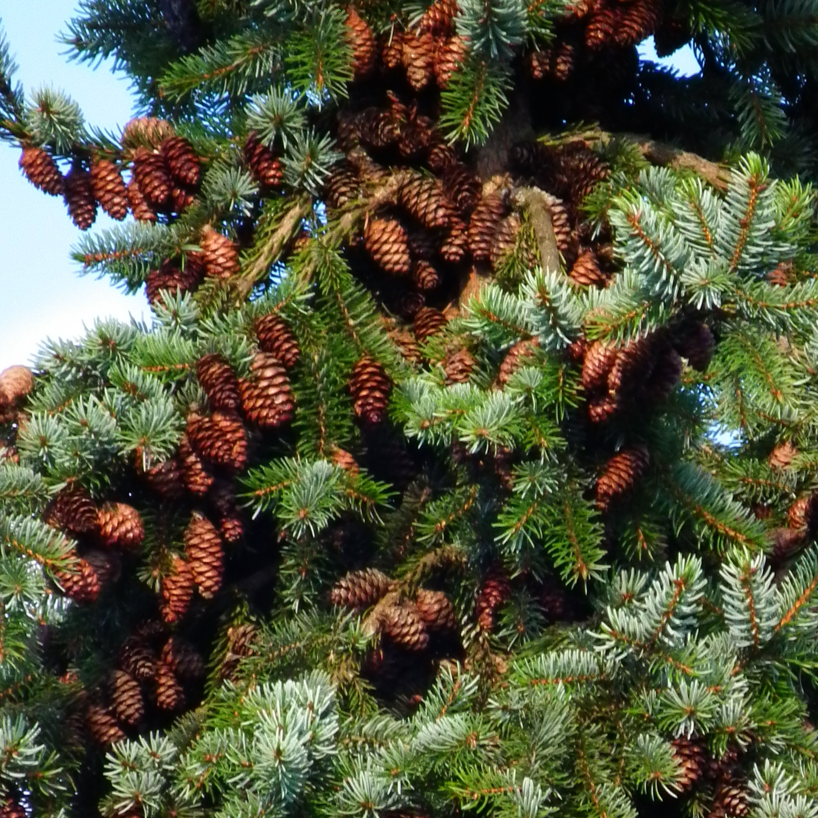 Spruce, Serbian : buy Spruce, Serbian / Picea Omorika