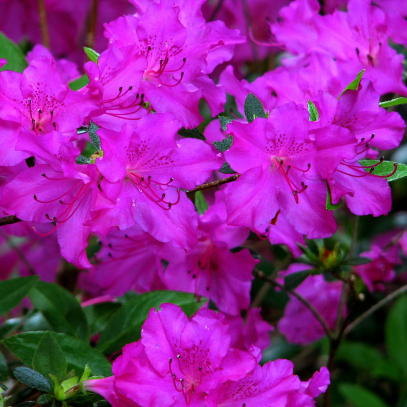 Azalea 'Blue Danube' : buy Azalea 'Blue Danube' / Azalea japonica Blue ...