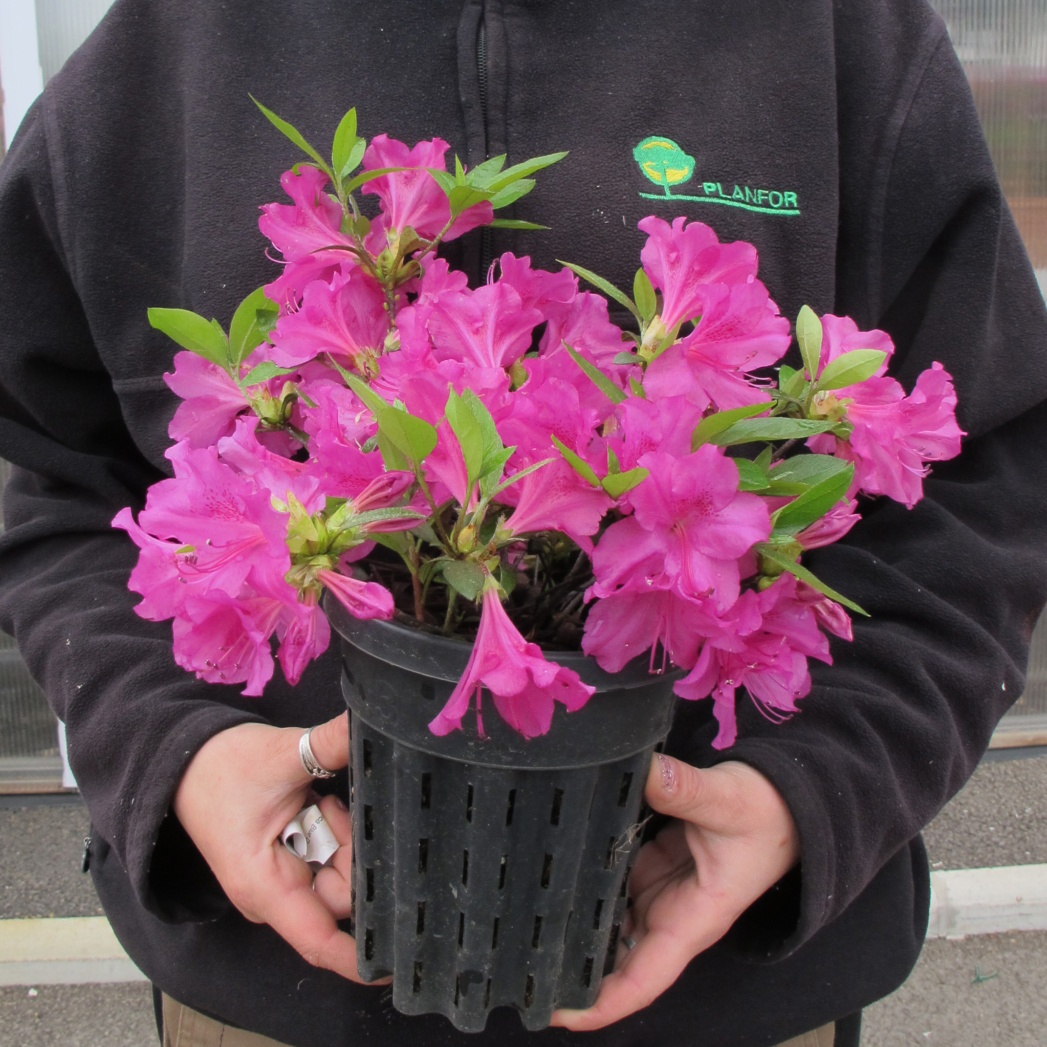 Azalea 'Blue Danube' : buy Azalea 'Blue Danube' / Azalea japonica Blue ...