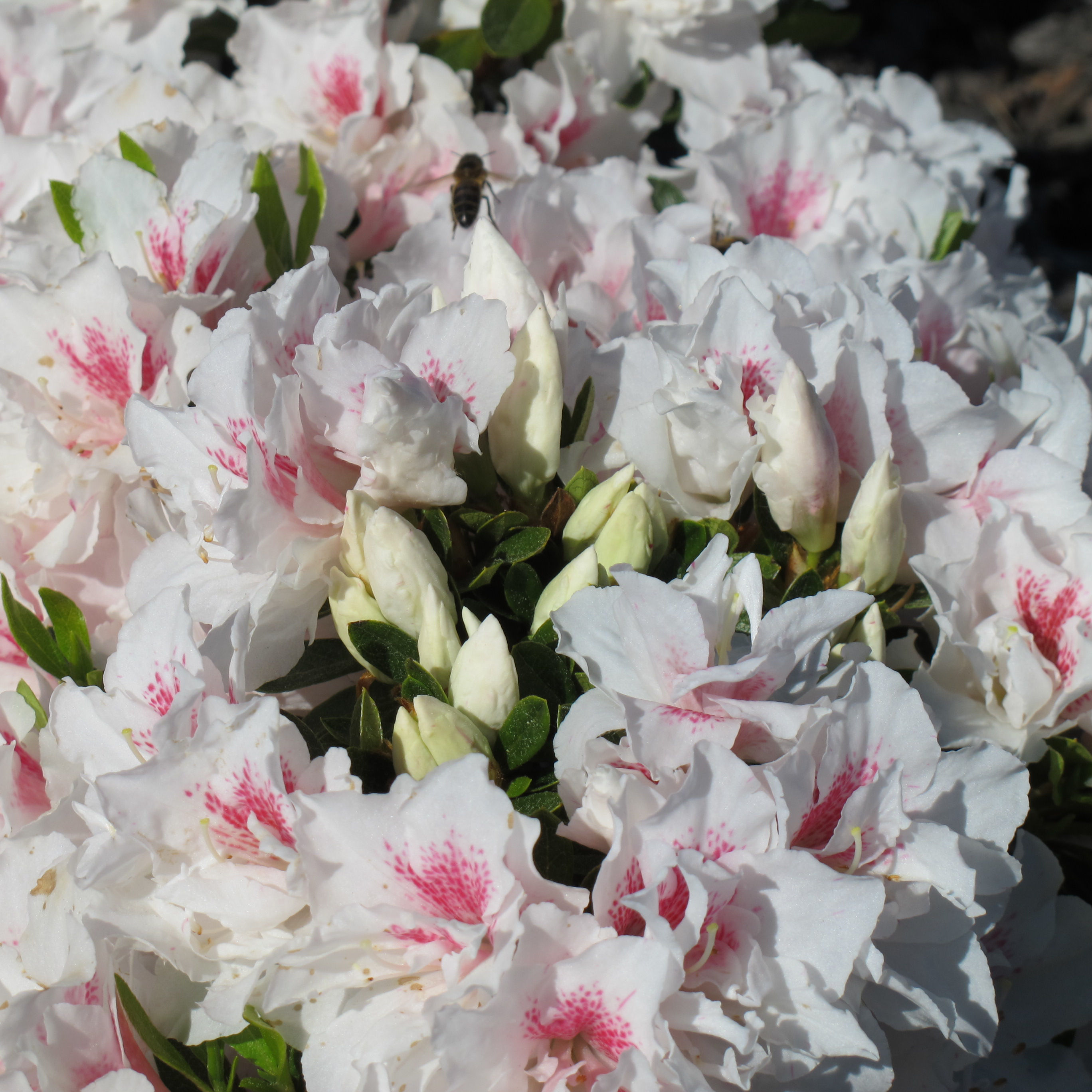 Azalea White : buy Azalea White / Azalea japonica alba