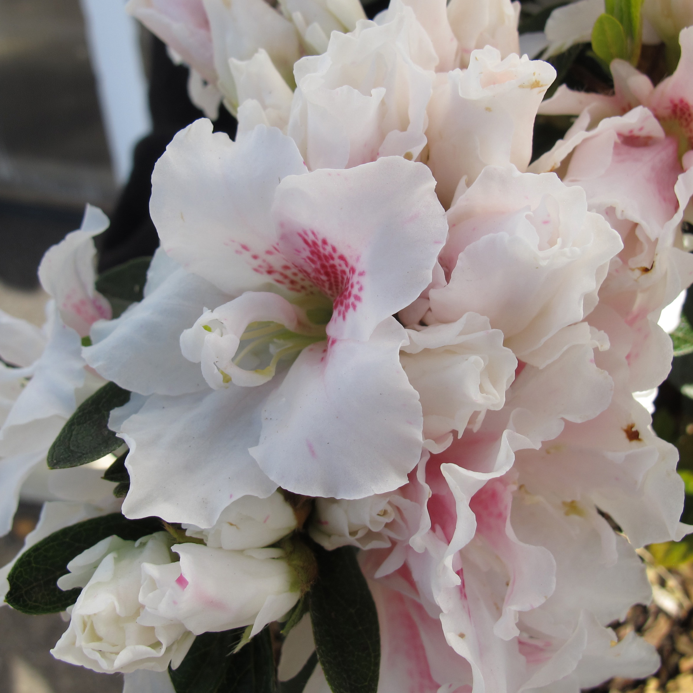 Azalea White : buy Azalea White / Azalea japonica alba
