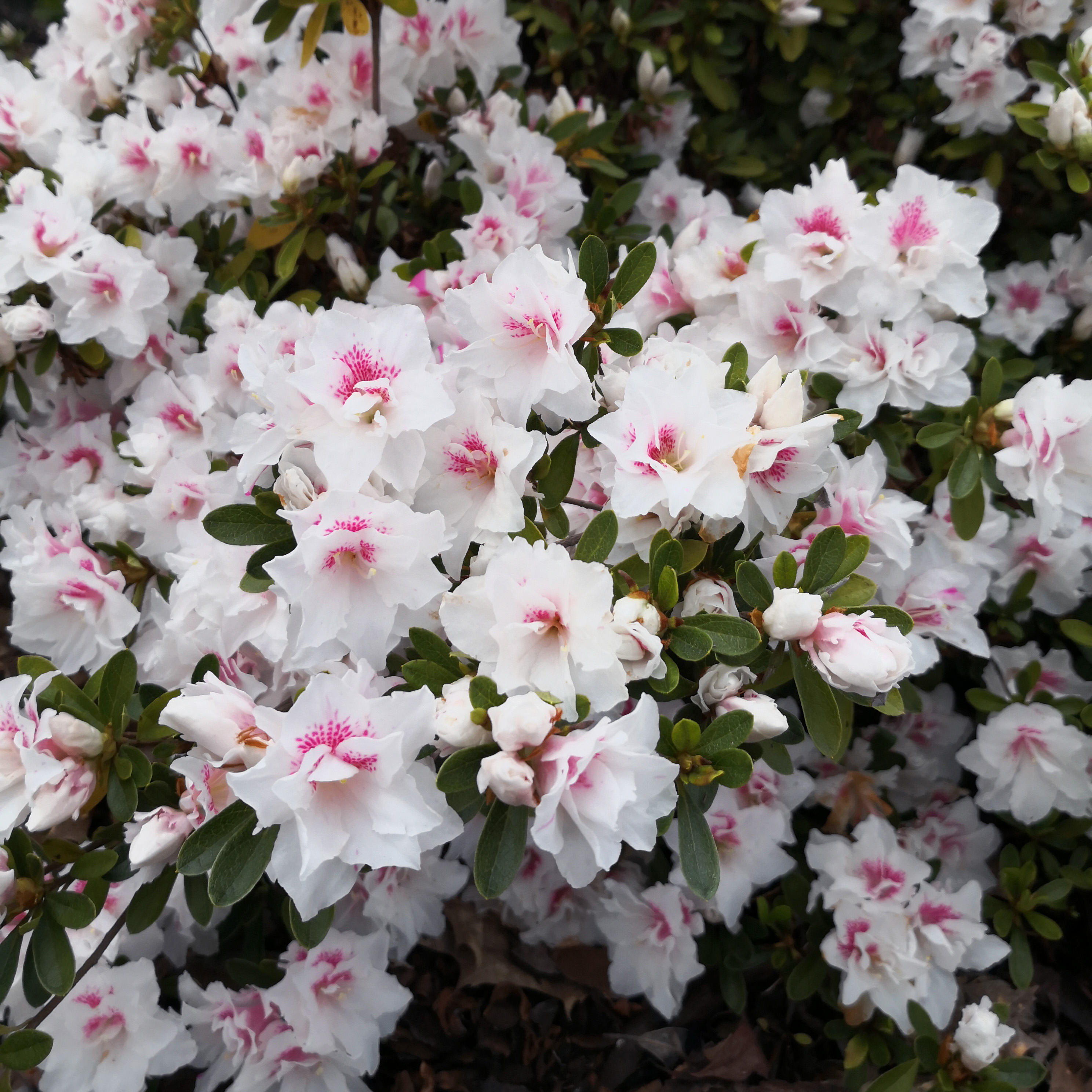 Azalea White : buy Azalea White / Azalea japonica alba