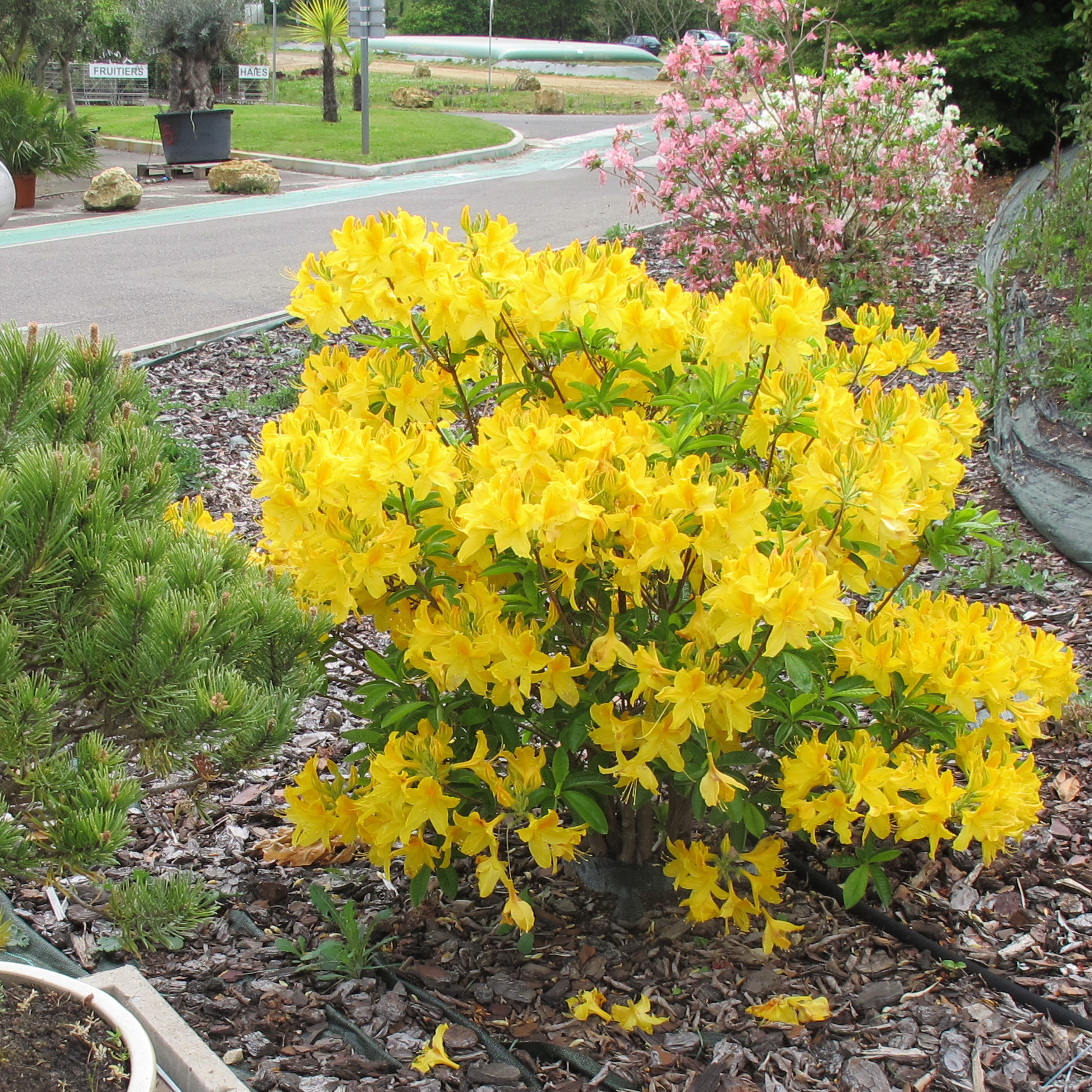 Azalea Mollis 'Gold Topaz' : buy Azalea Mollis 'Gold Topaz' / Azalea ...