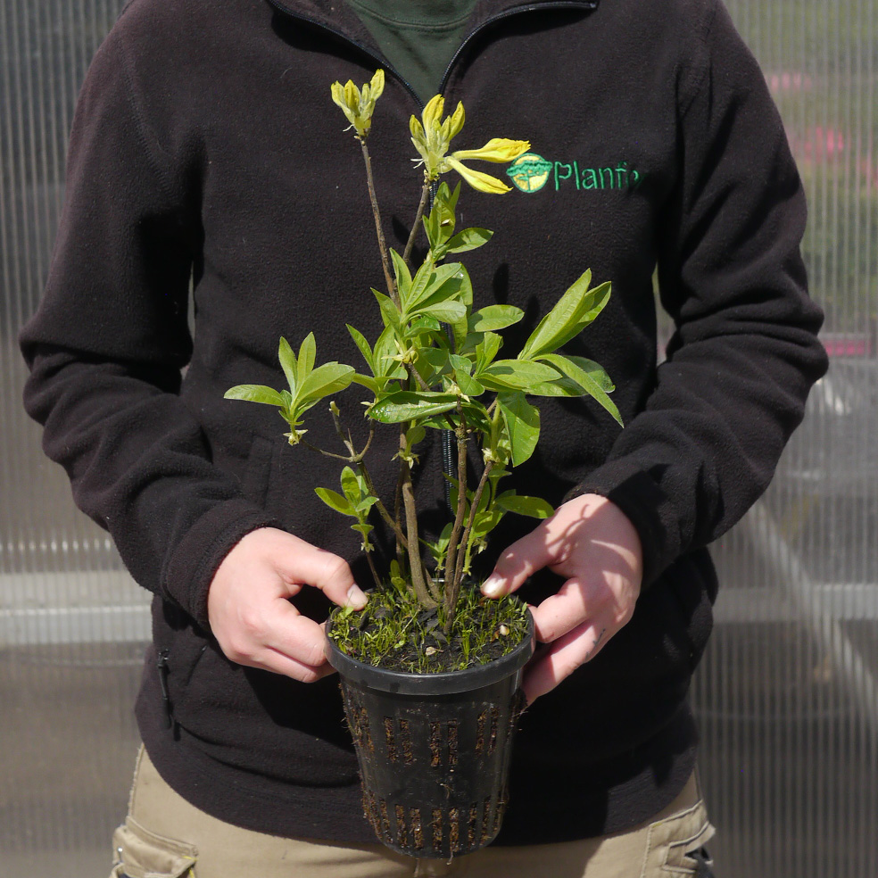 Azalea Mollis 'Gold Topaz' : buy Azalea Mollis 'Gold Topaz' / Azalea ...