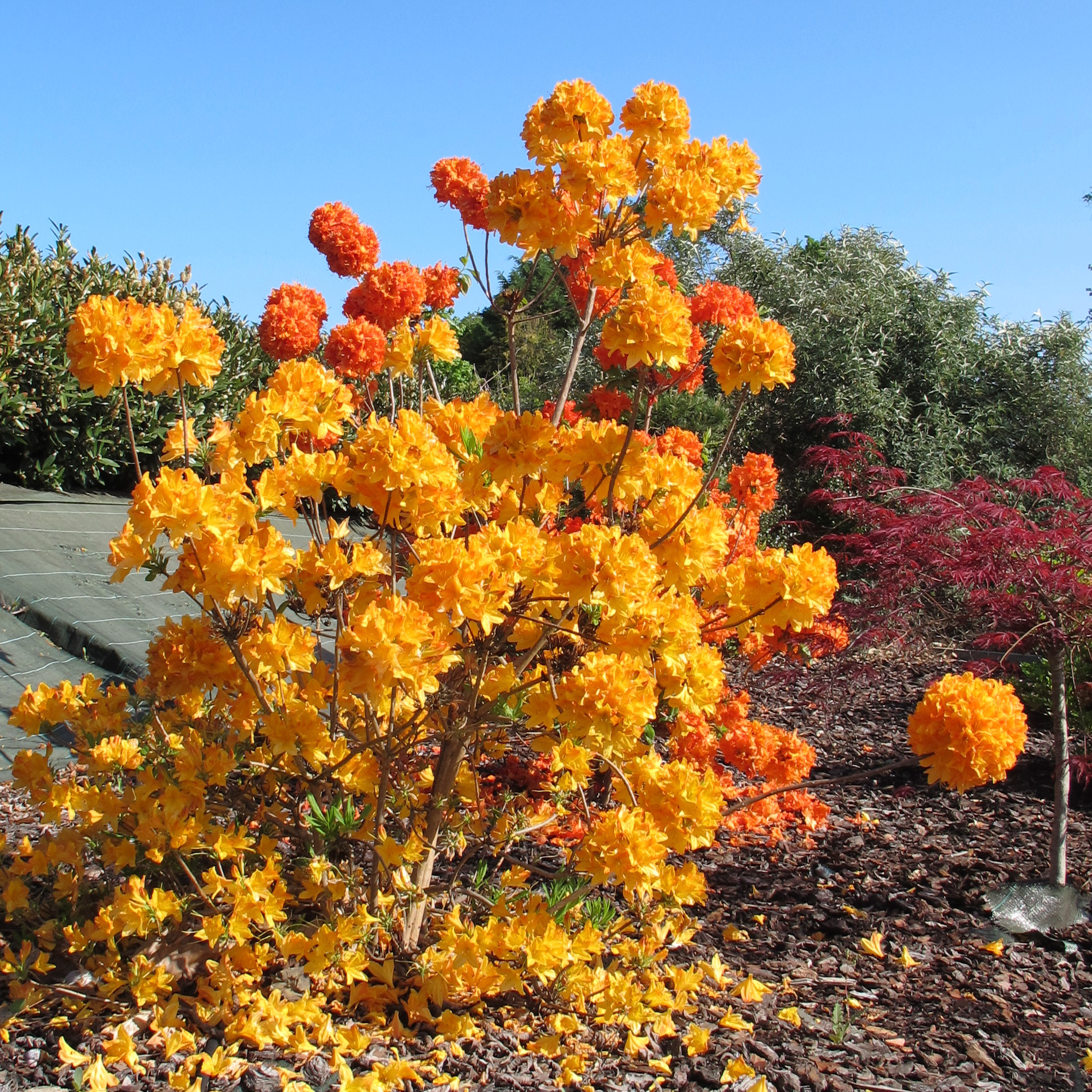 Azalea Mollis 'Golden Flare' : buy Azalea Mollis 'Golden Flare ...