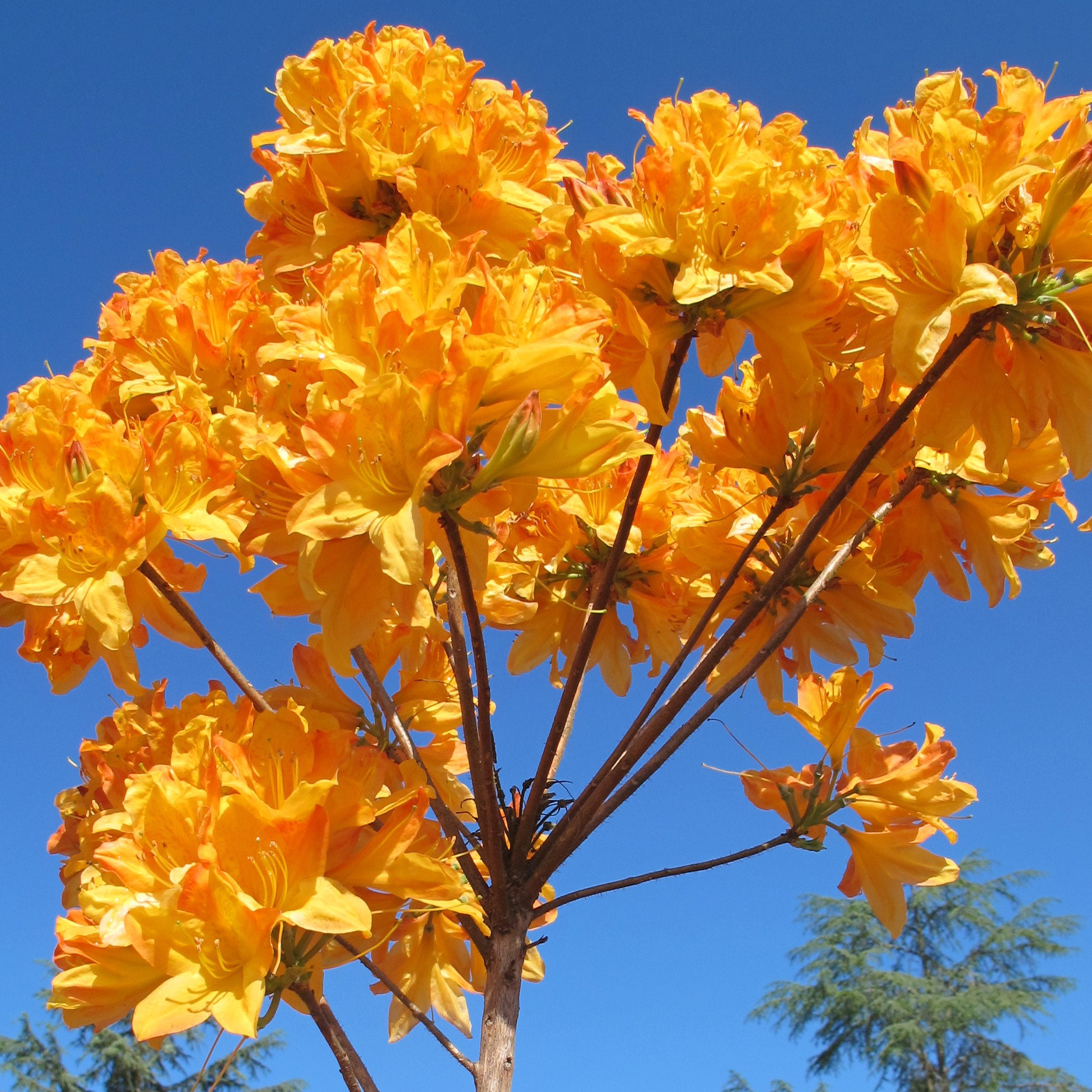 Azalea Mollis 'Golden Flare' : buy Azalea Mollis 'Golden Flare ...