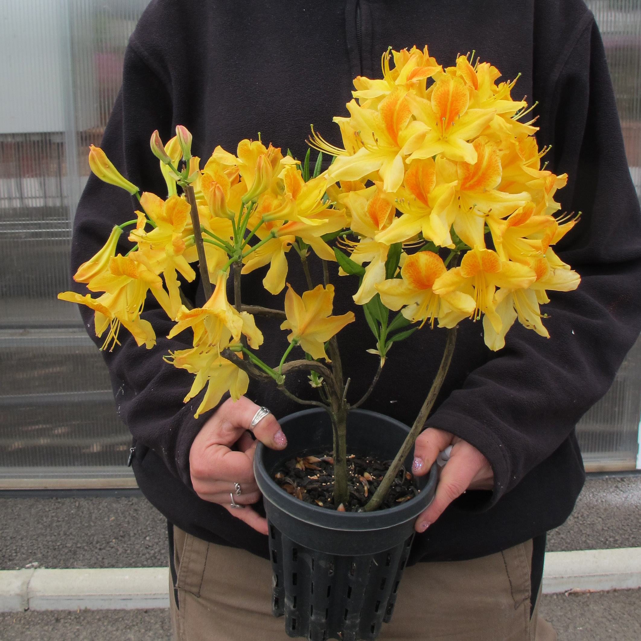 Azalea Mollis 'Golden Flare' : buy Azalea Mollis 'Golden Flare ...