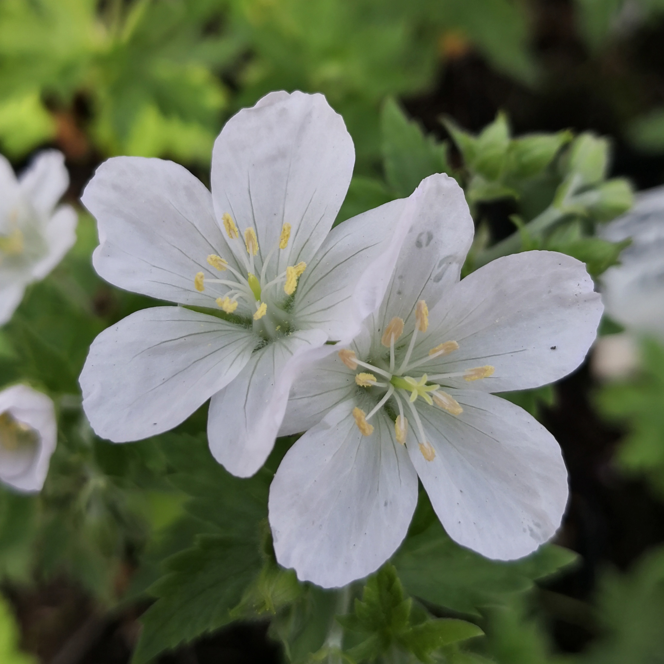 Geranium, Galactic : buy Geranium, Galactic / Geranium pratense Galactic