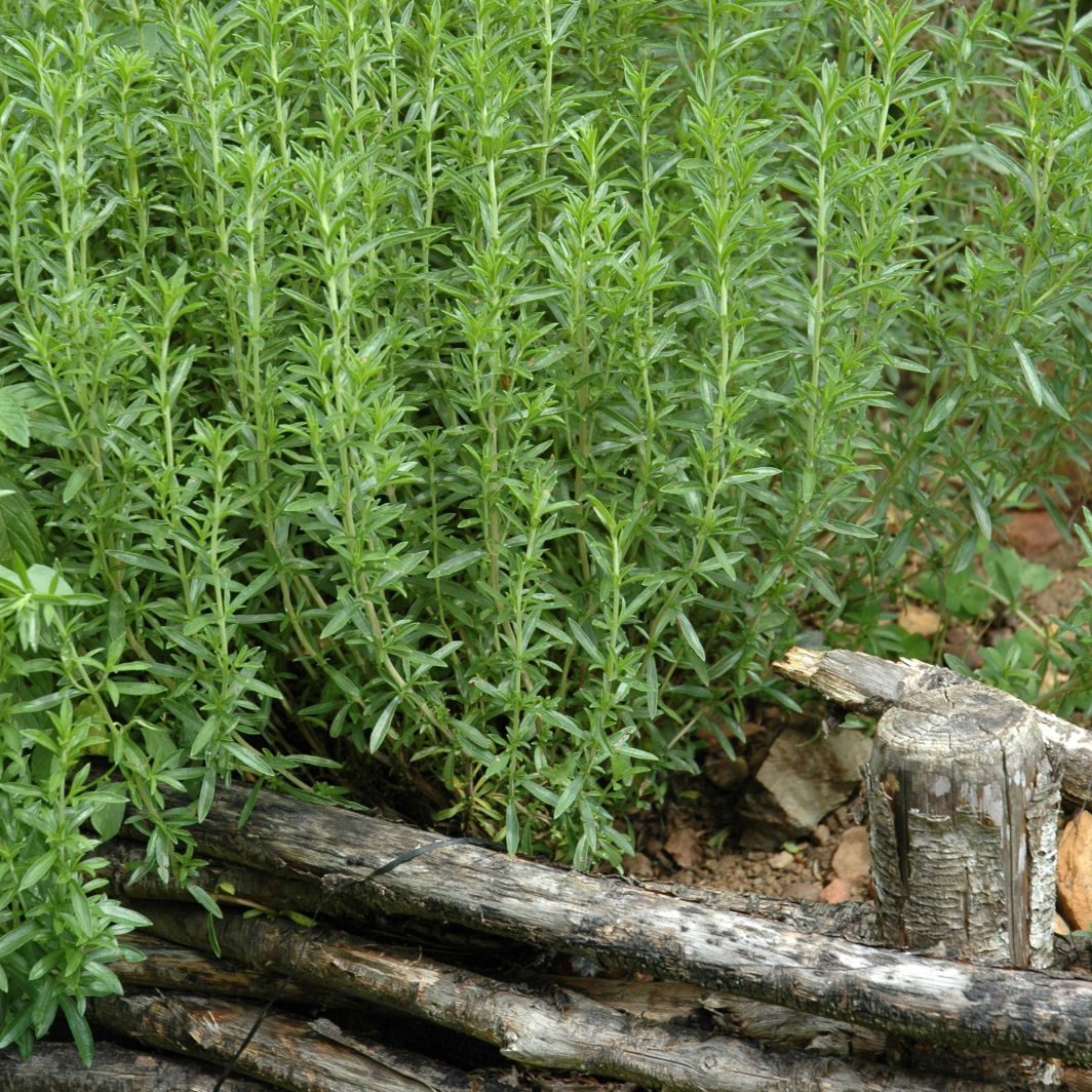 Tarragon : buy Tarragon / Artemisia dracunculus