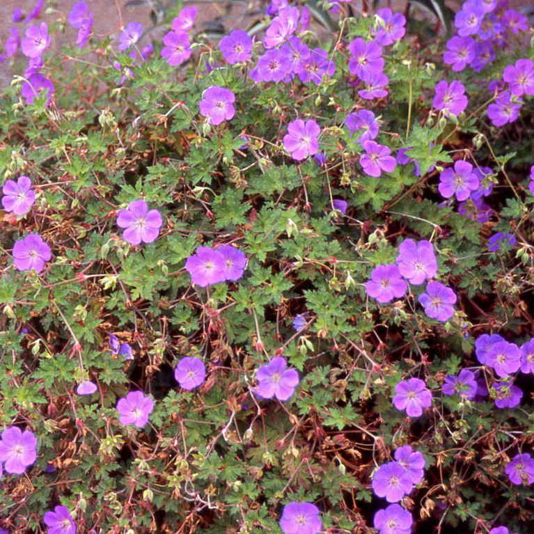 Geranium, Rozanne : buy Geranium, Rozanne / Geranium Rozanne