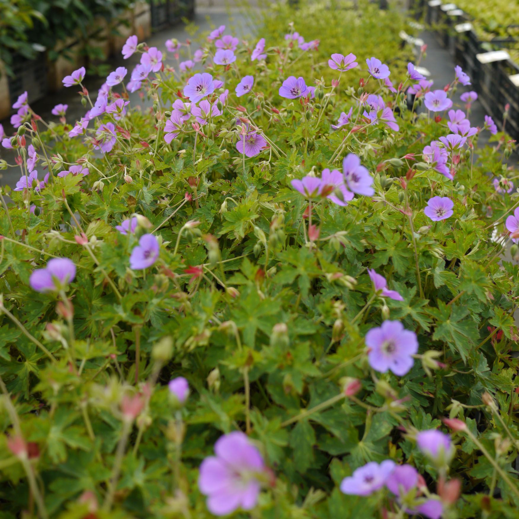 Geranium, Rozanne : buy Geranium, Rozanne / Geranium Rozanne