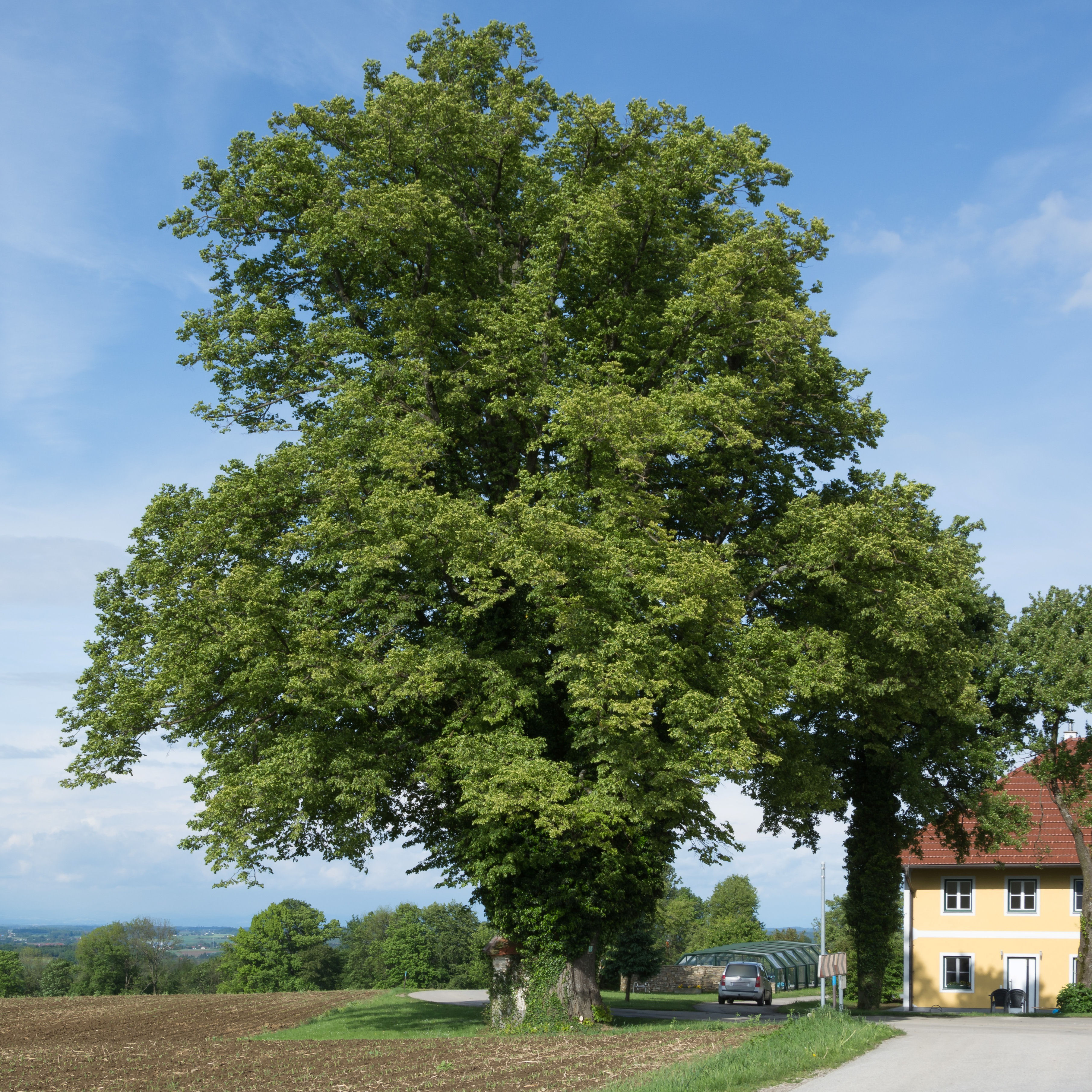 Hedge, wind-break : buy Hedge, wind-break / Haie brise vent