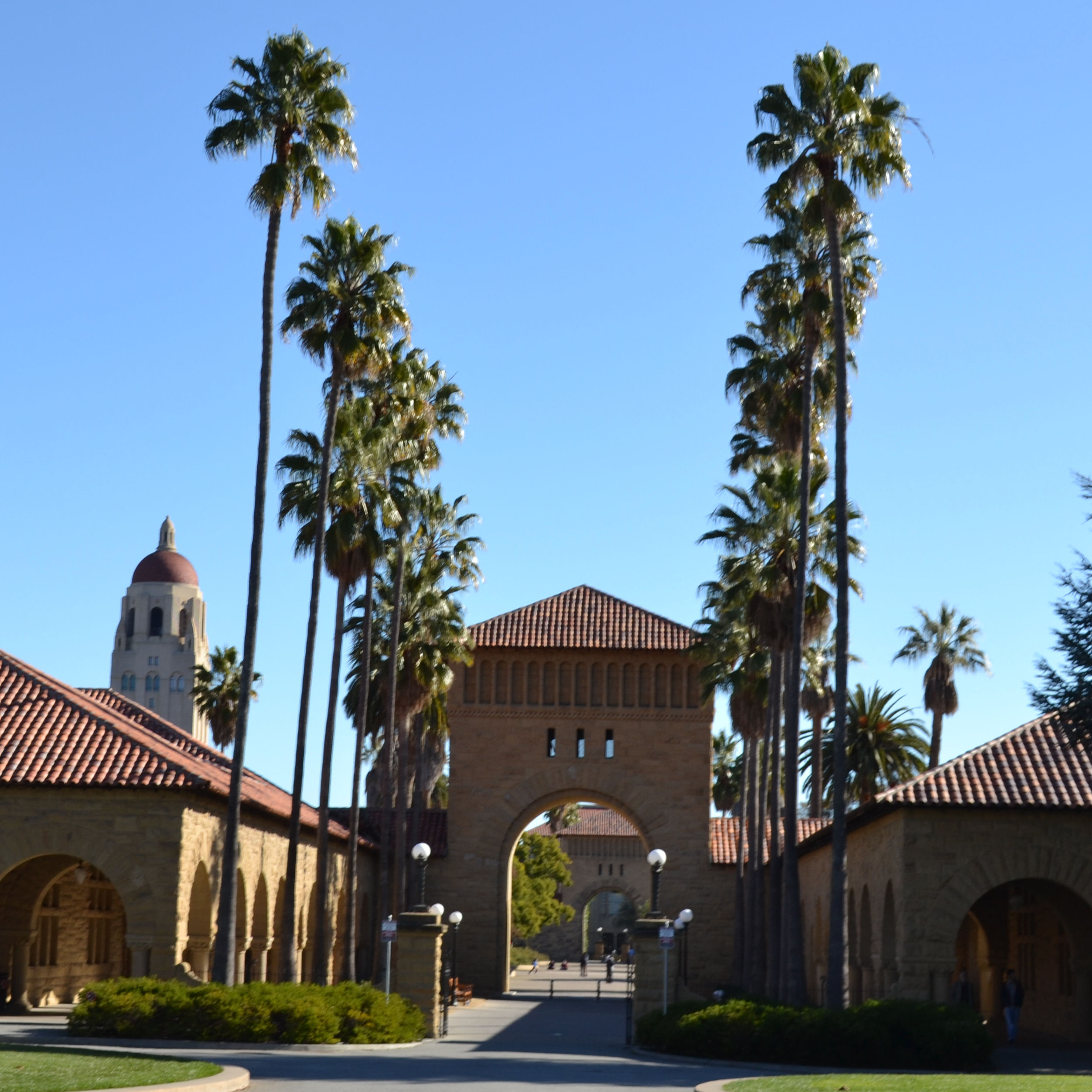 Palm, Skyduster : buy Palm, Skyduster / Washingtonia robusta