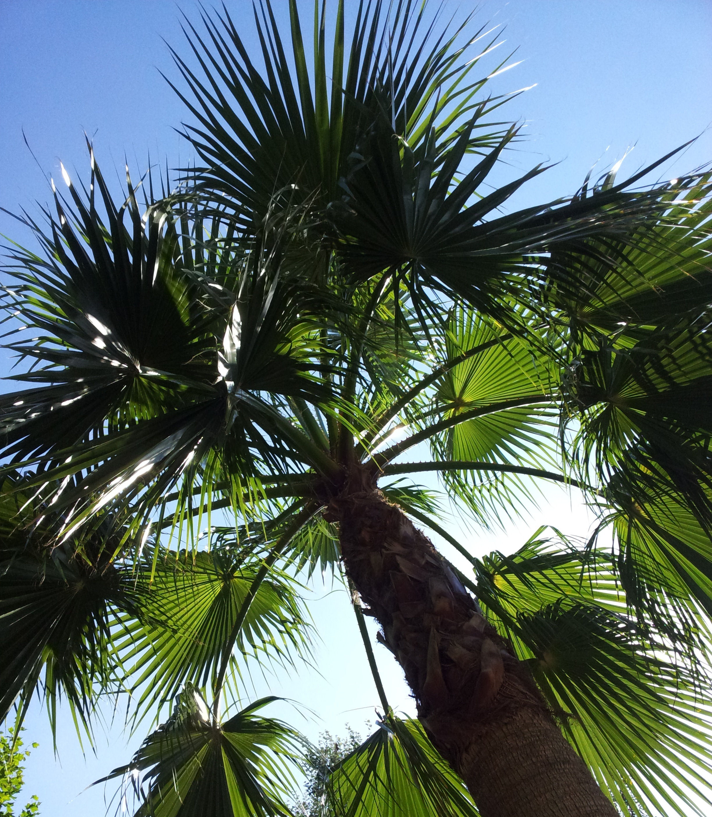 Palm, Skyduster : buy Palm, Skyduster / Washingtonia robusta