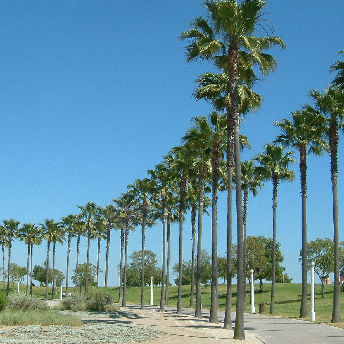 Palm, Skyduster : buy Palm, Skyduster / Washingtonia robusta