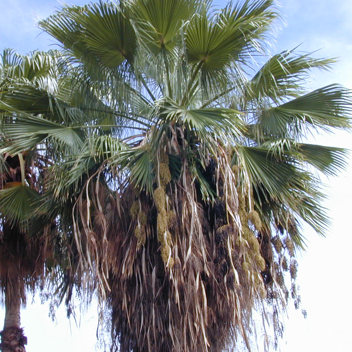 Palm, Skyduster : buy Palm, Skyduster / Washingtonia robusta