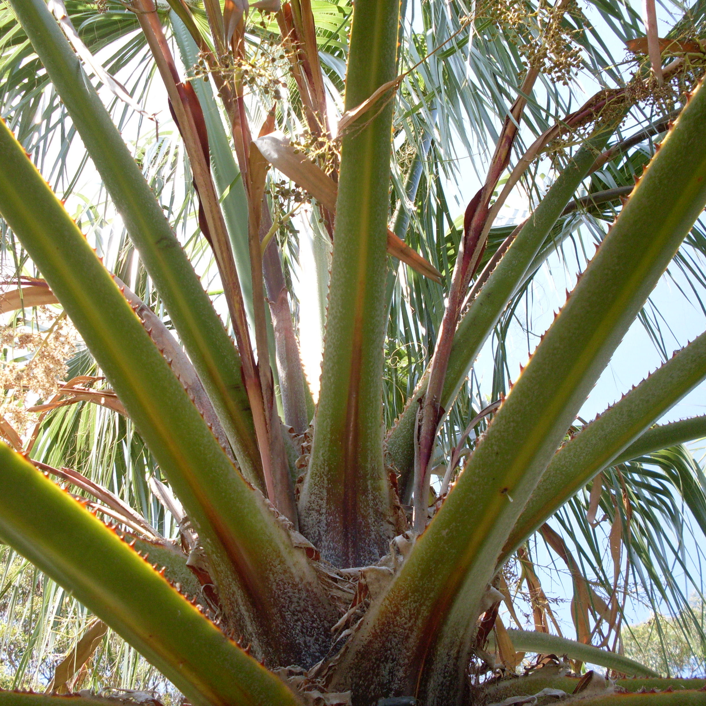 Palm, Skyduster : buy Palm, Skyduster / Washingtonia robusta