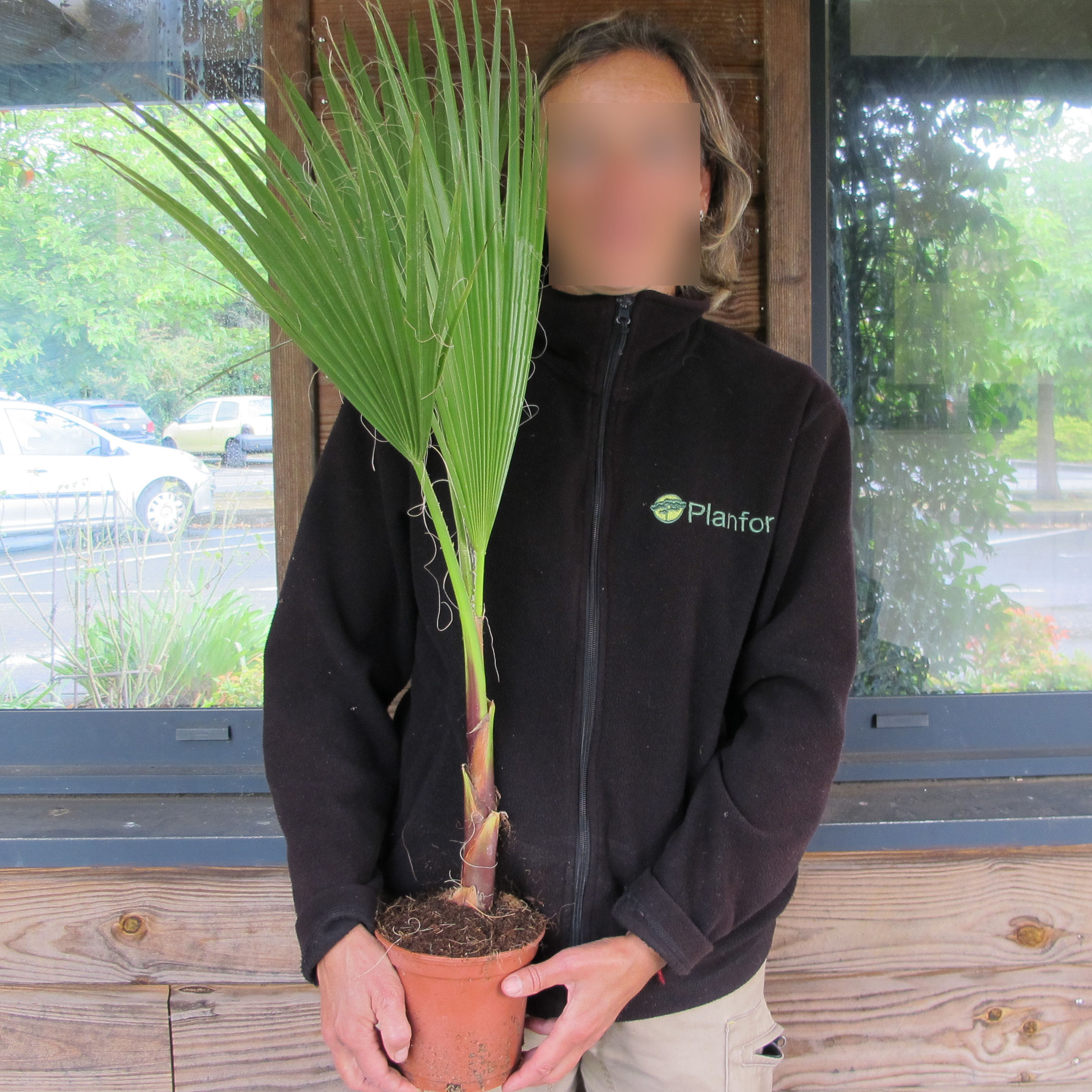 Palm, Skyduster : buy Palm, Skyduster / Washingtonia robusta