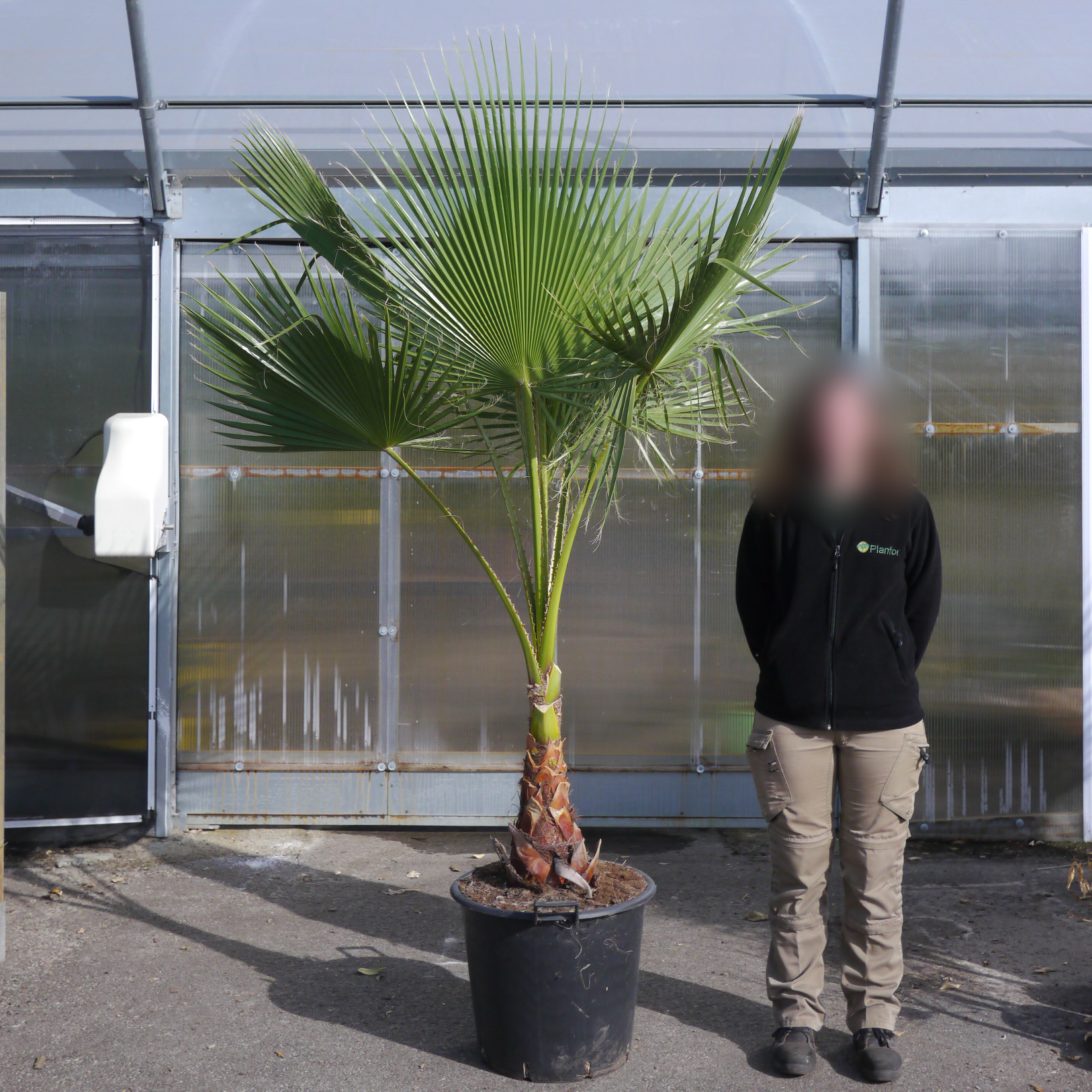 Palm, Skyduster : buy Palm, Skyduster / Washingtonia robusta