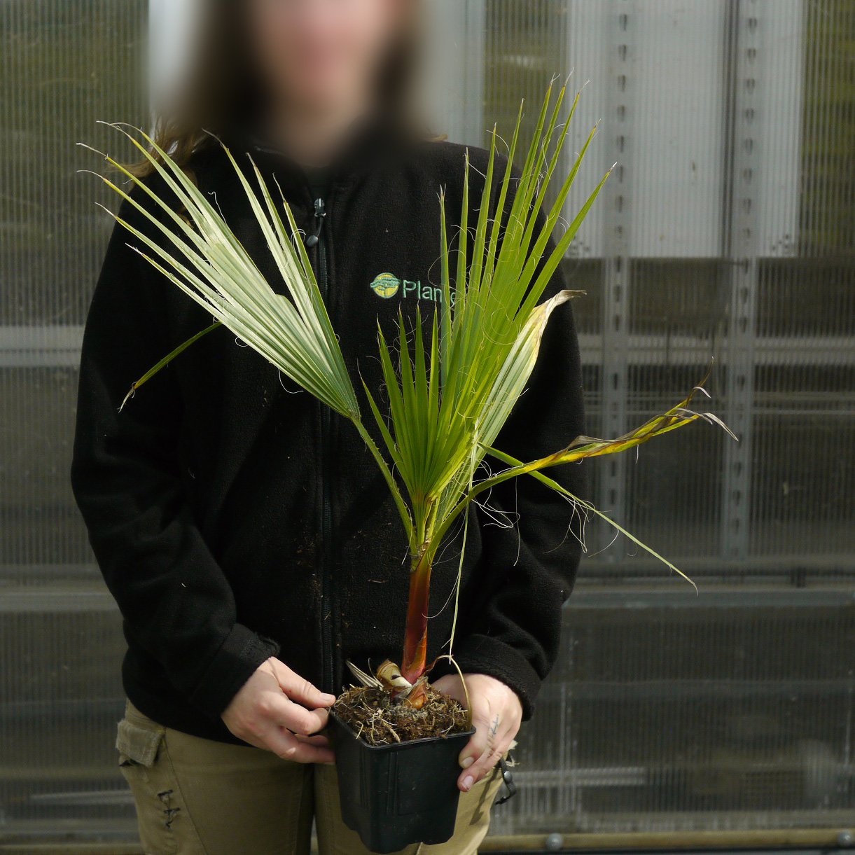 Palm, Skyduster : buy Palm, Skyduster / Washingtonia robusta