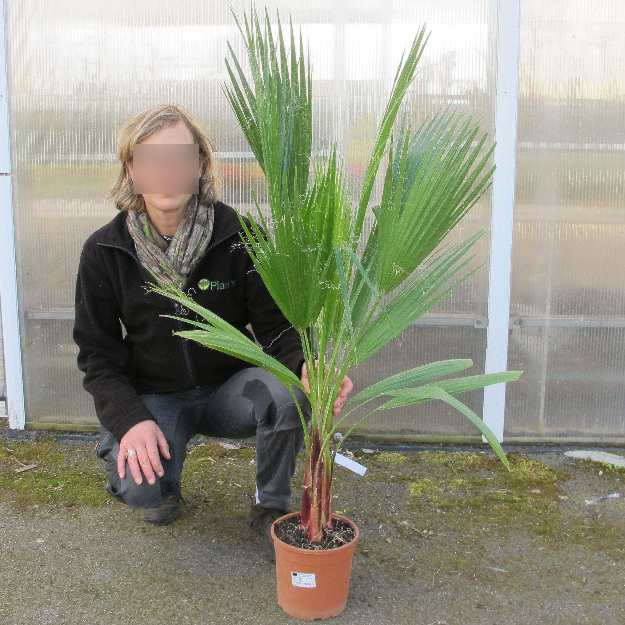 Palm, Skyduster : buy Palm, Skyduster / Washingtonia robusta